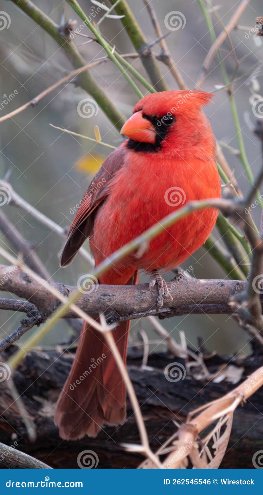 Red Cardinal Bird Perched on a Tree Branch Stock Photo - Image of ...