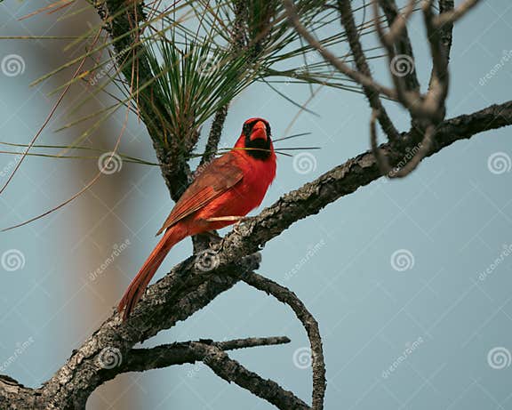 Red Cardinal Bird Perching on a Pine Tree Branch Stock Image - Image of ...
