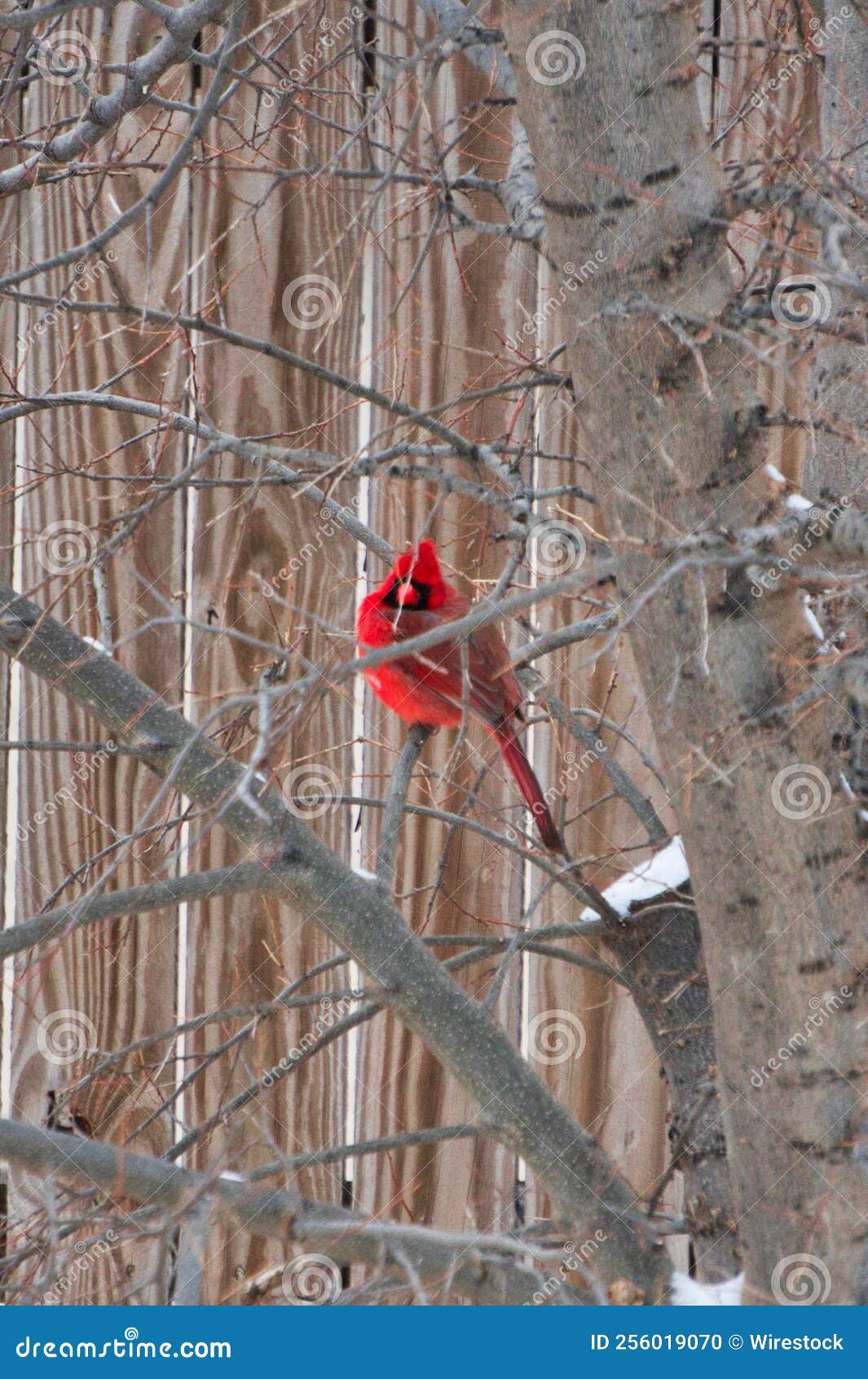 Red Cardinal Bird Perching on the Tree Stock Photo - Image of bird ...