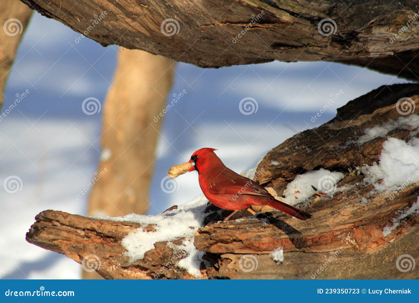 Red Cardinal Bird stock image. Image of male, bird, cardinal - 239350723