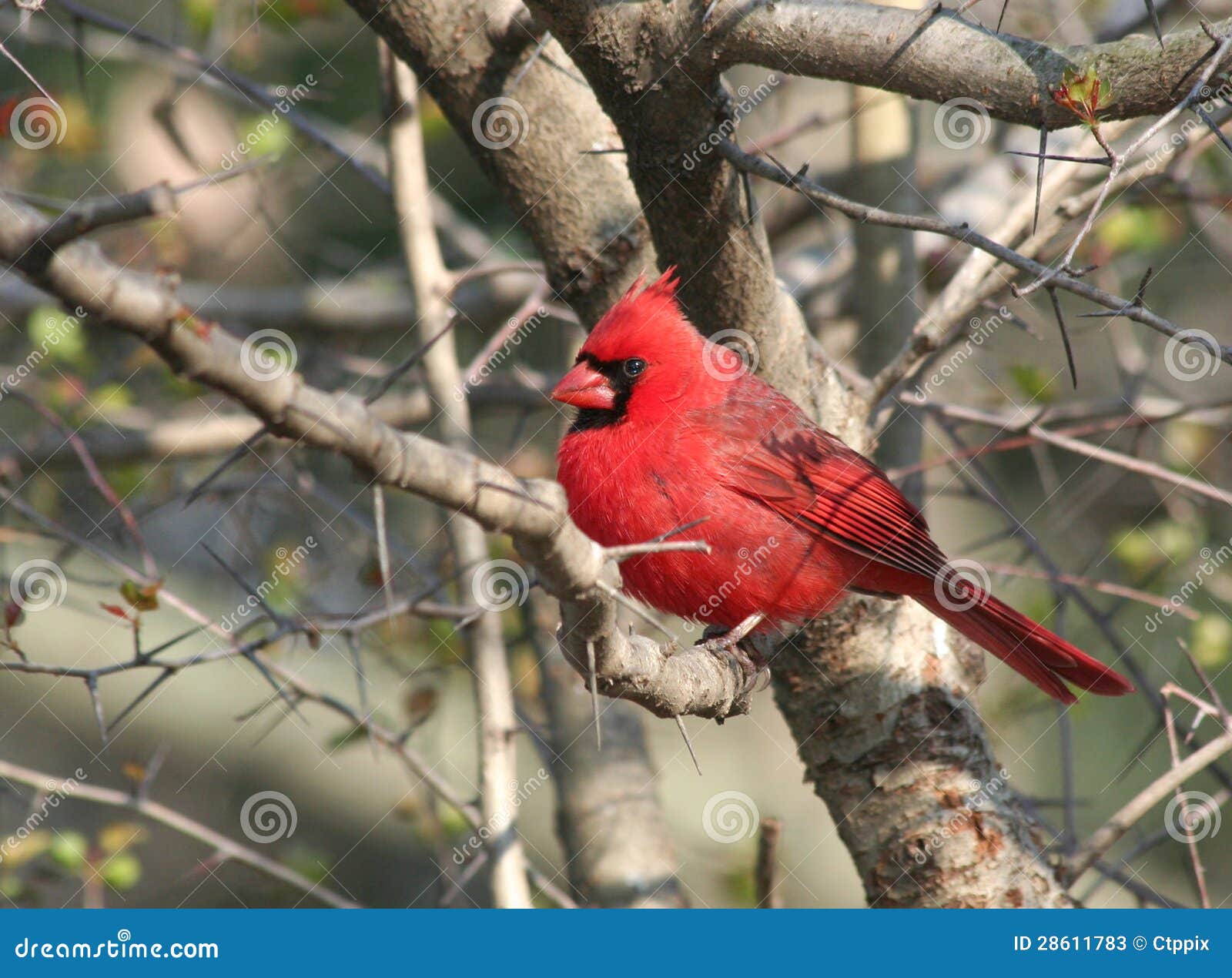 Cardinal Tree