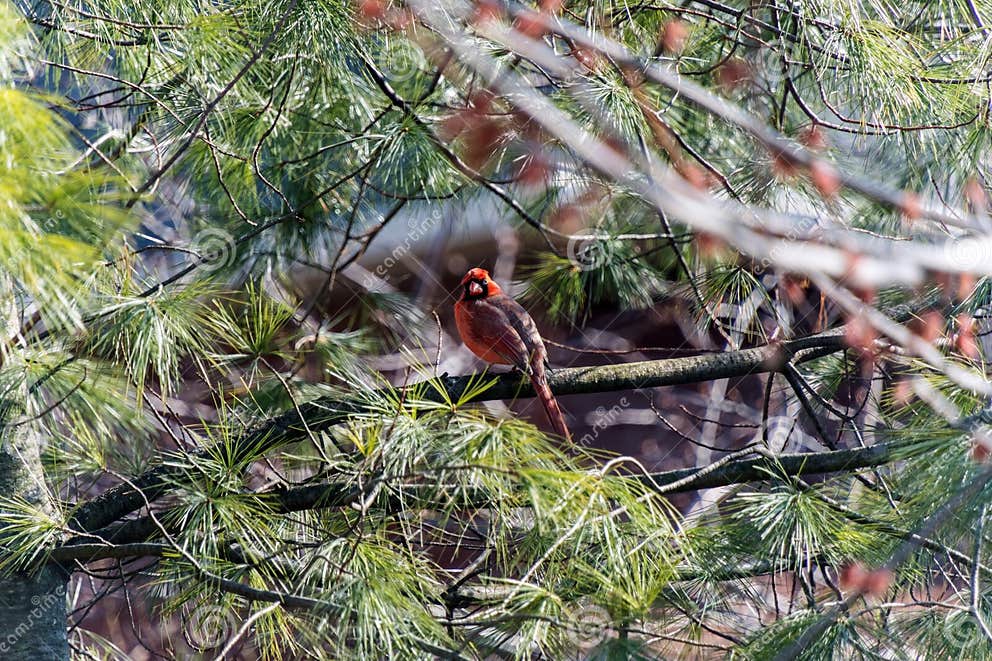 Red cardinal stock photo. Image of forest, bird, branch - 362415378