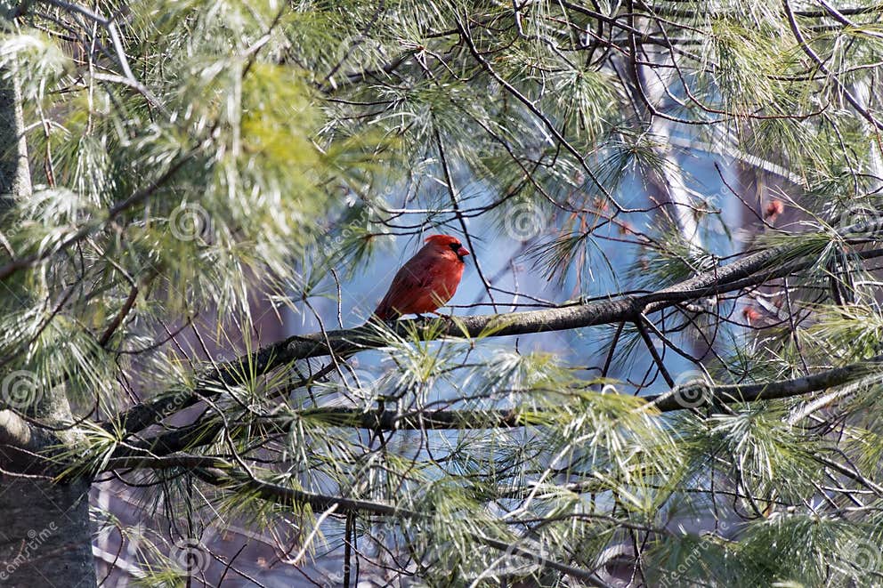 Red cardinal stock photo. Image of cardinal, bird, winter - 362415302