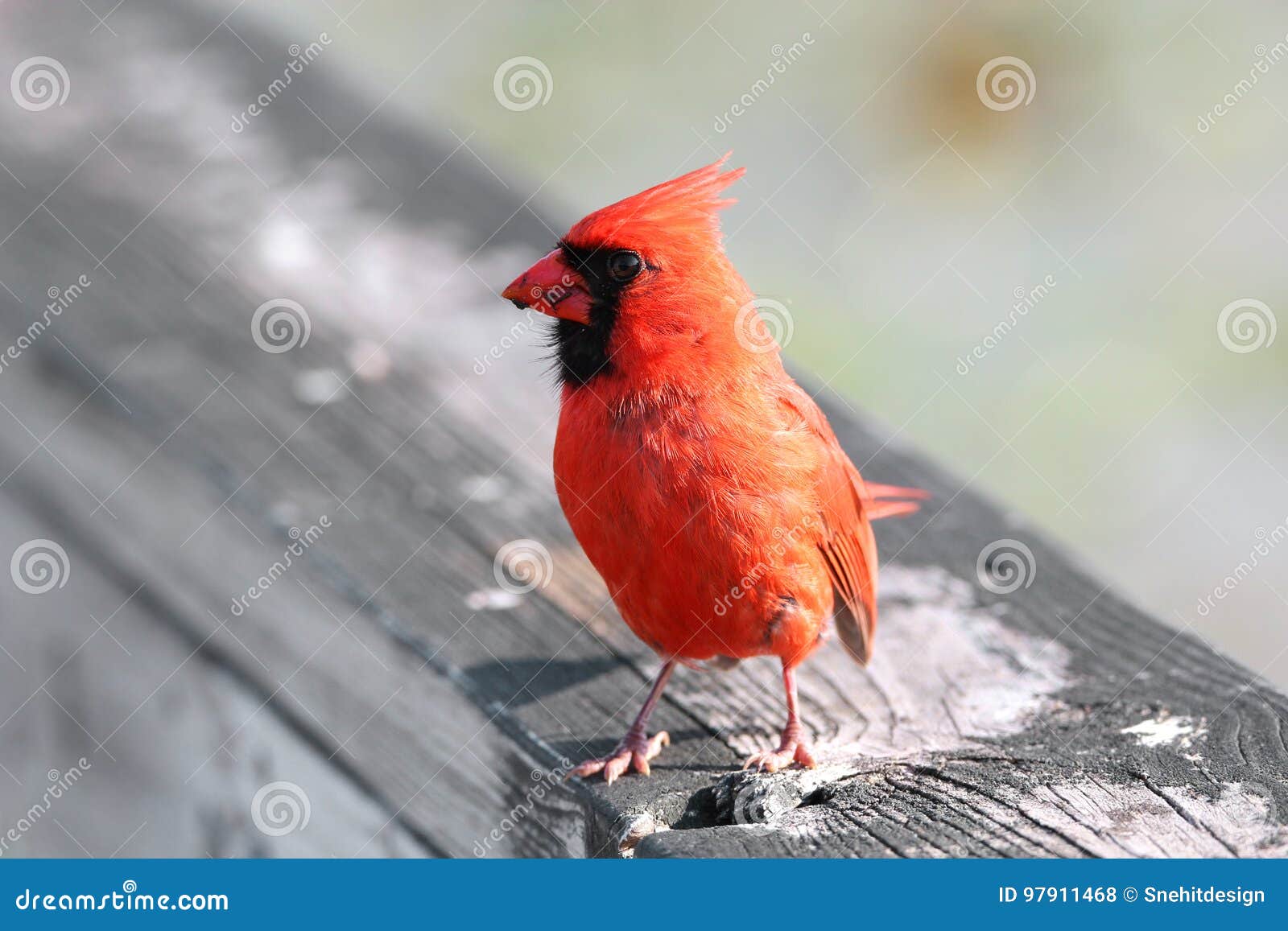 Red Cardinal stock photo. Image of northern, fence, feeder - 97911468