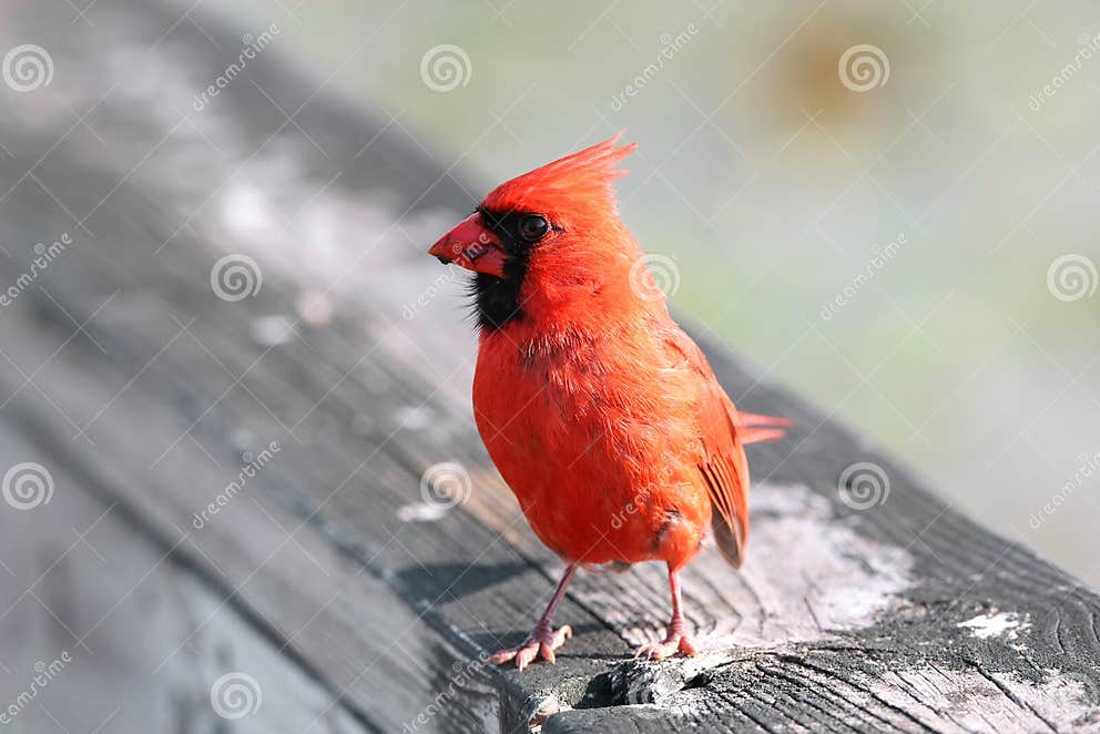 Red Cardinal stock photo. Image of northern, fence, feeder - 97911468