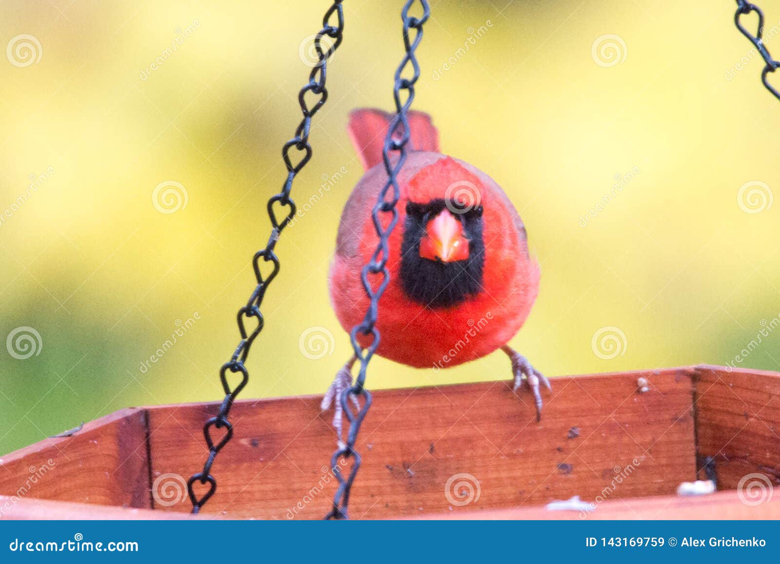 Red Cardinal Eating at the Feeder Stock Image - Image of feeder ...