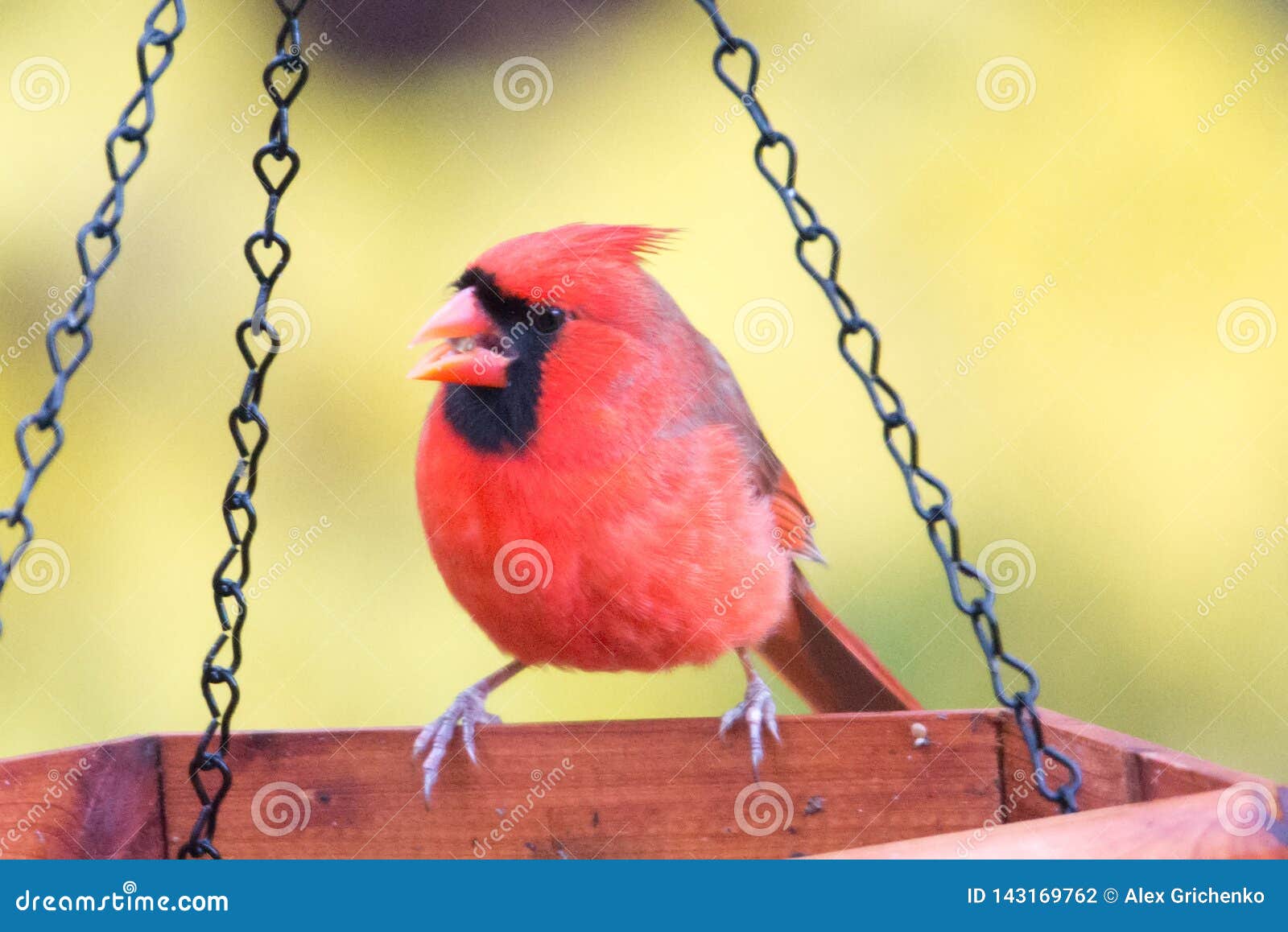 Red Cardinal Eating at the Feeder Stock Photo - Image of ontario, beak ...