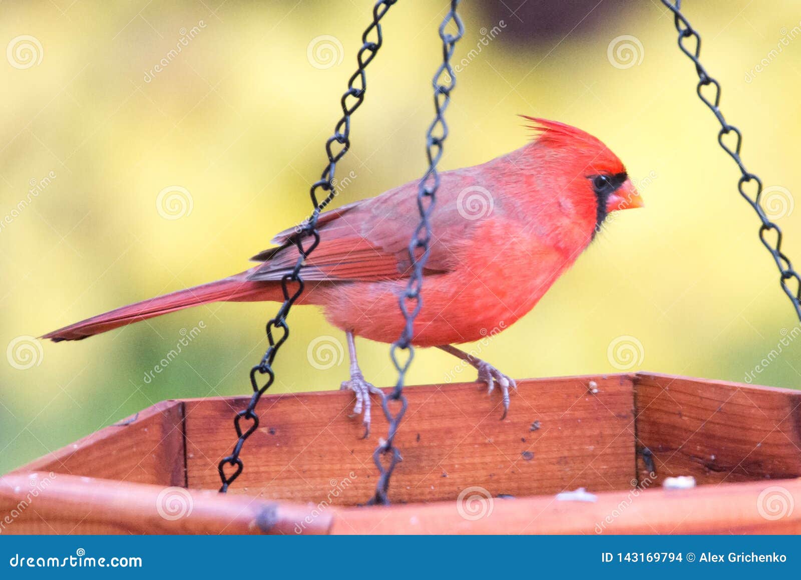 Red Cardinal Eating at the Feeder Stock Photo - Image of ontario ...