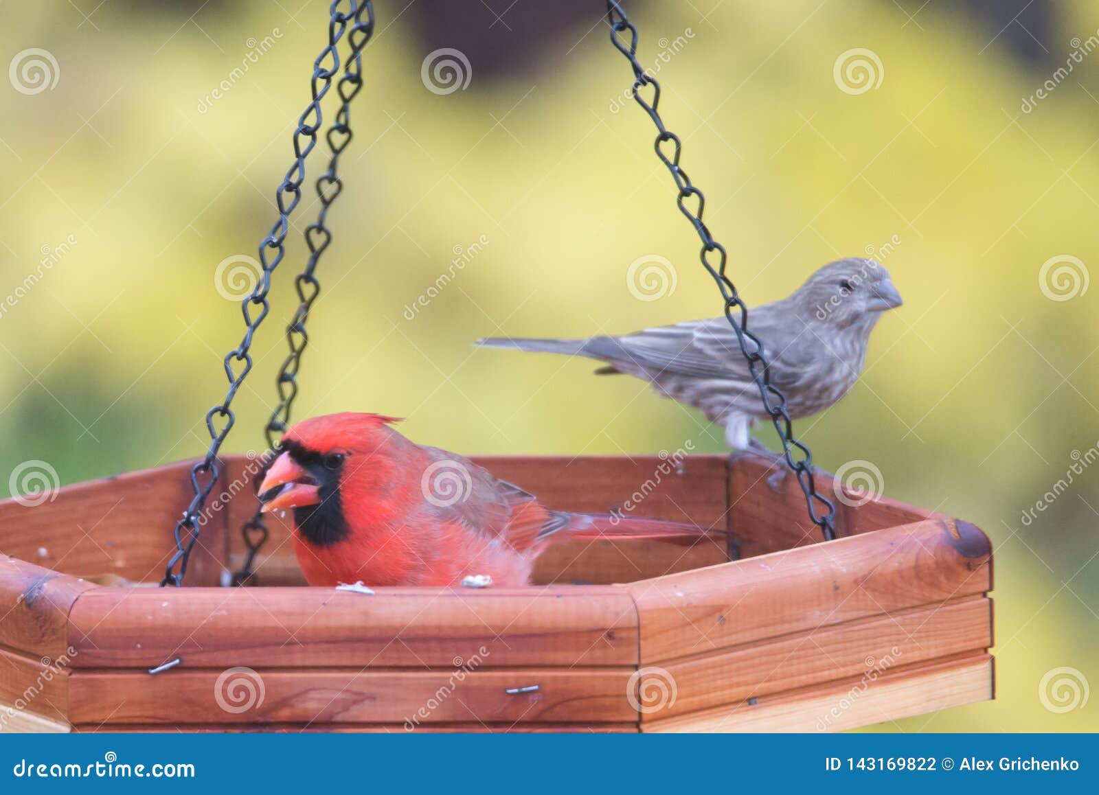 Red Cardinal Eating at the Feeder Stock Photo - Image of winter, seed ...