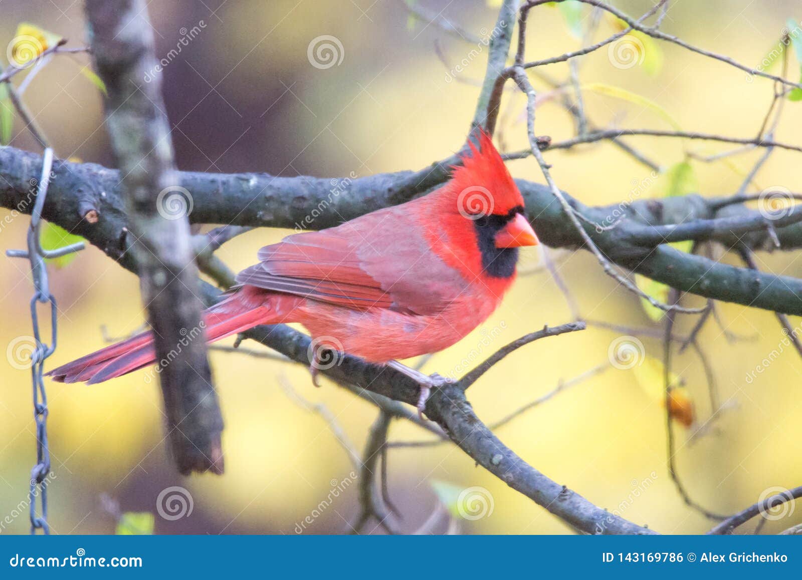 Red Cardinal Eating at the Feeder Stock Photo - Image of beak, snow ...