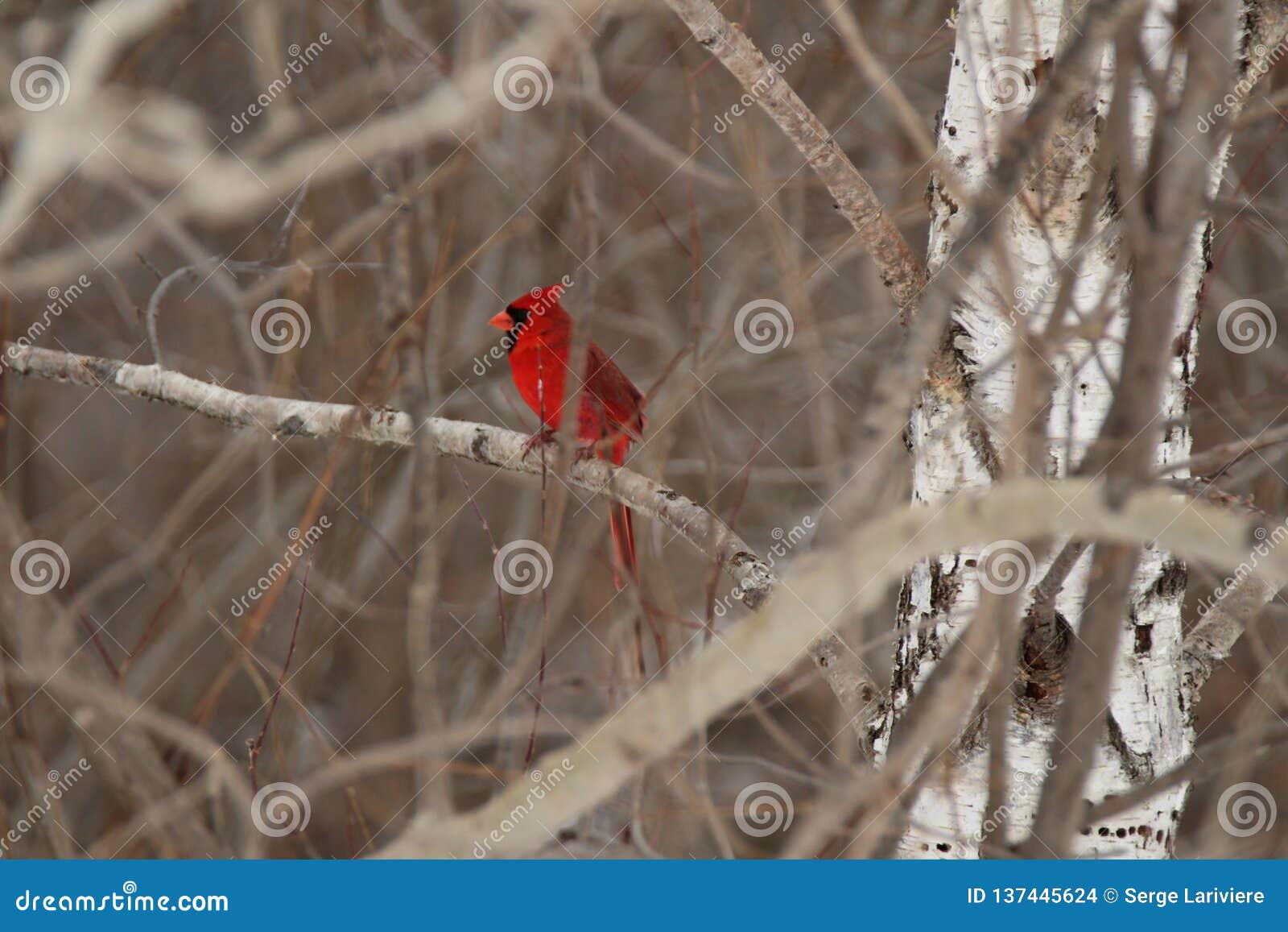 Red cardinal on the forest stock photo. Image of bird - 137445624