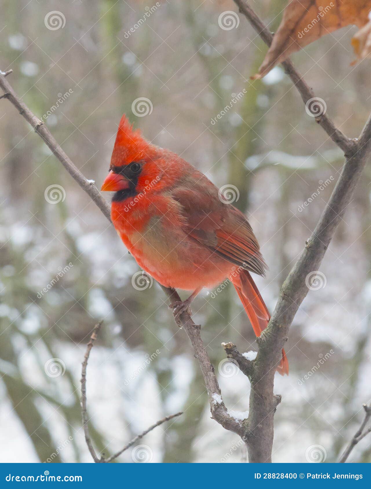 Red, Cardinal-Male stock photo. Image of cardinalis, northern - 28828400