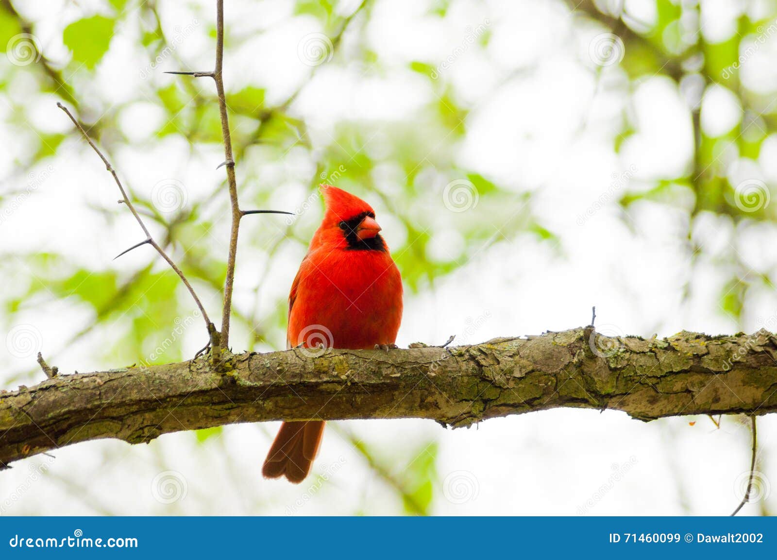 Red cardinal stock image. Image of cardinalis, perched - 71460099