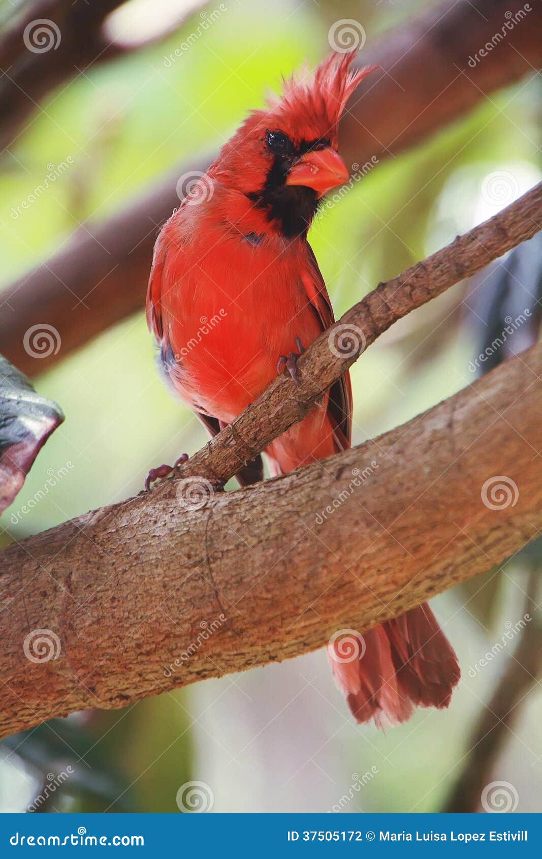 Red Cardinal stock photo. Image of park, feathers, crested - 37505172