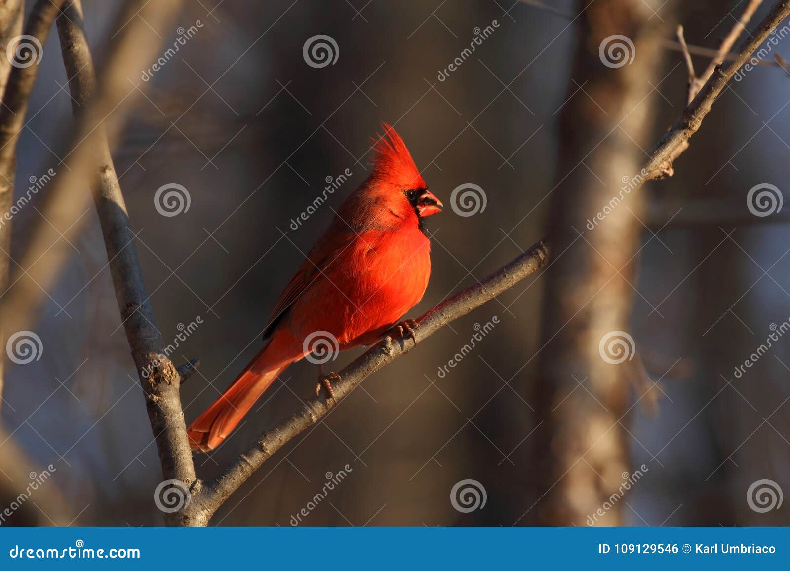 Red cardinal in forest stock photo. Image of wildlife - 109129546