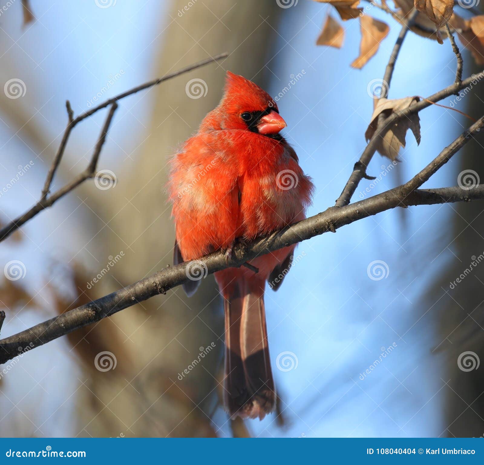 Red cardinal in nature stock photo. Image of beauty - 108040404