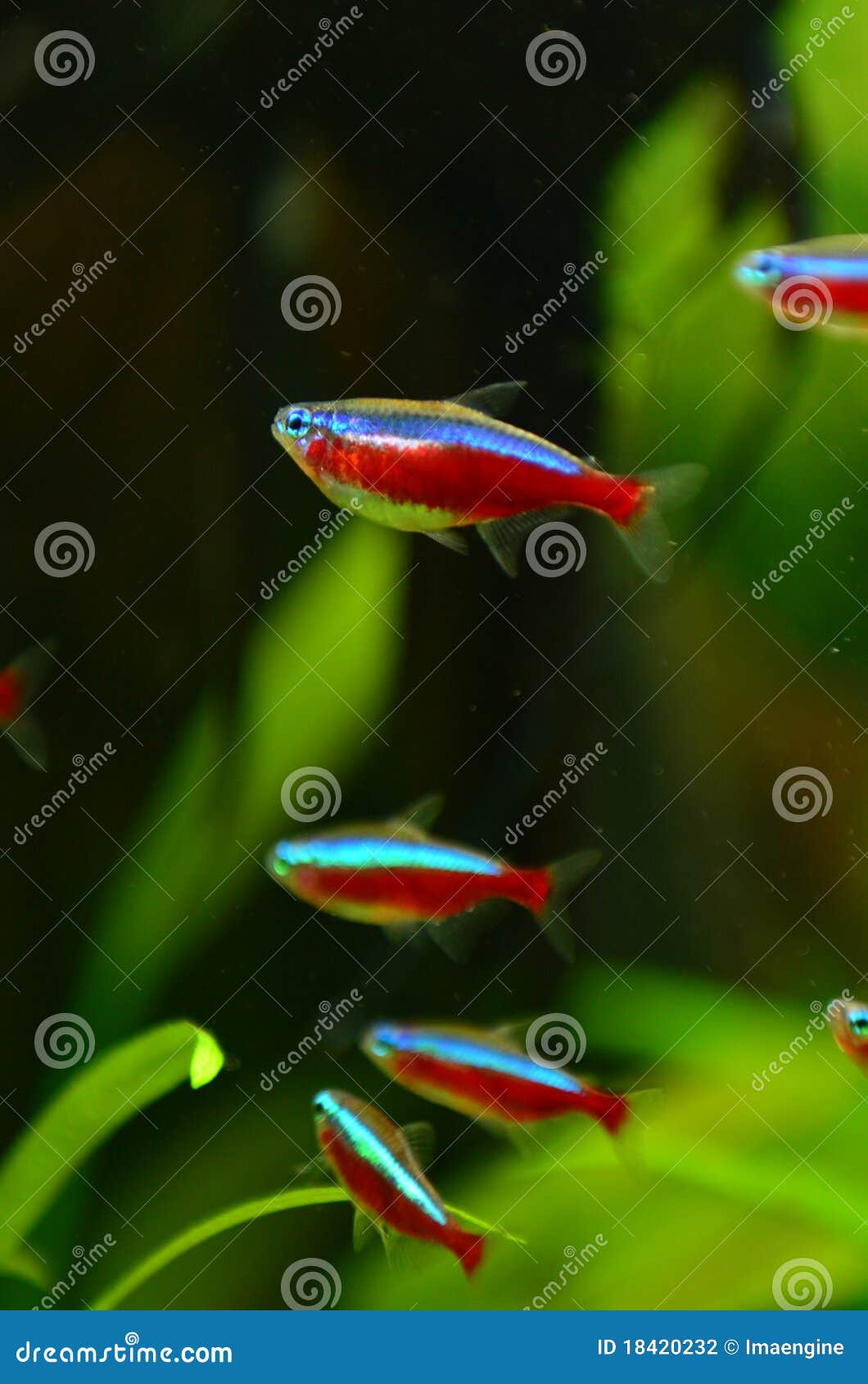 Red Cardinal Neon Fish Shoal Stock Photo - Image of aquarium, beauty ...