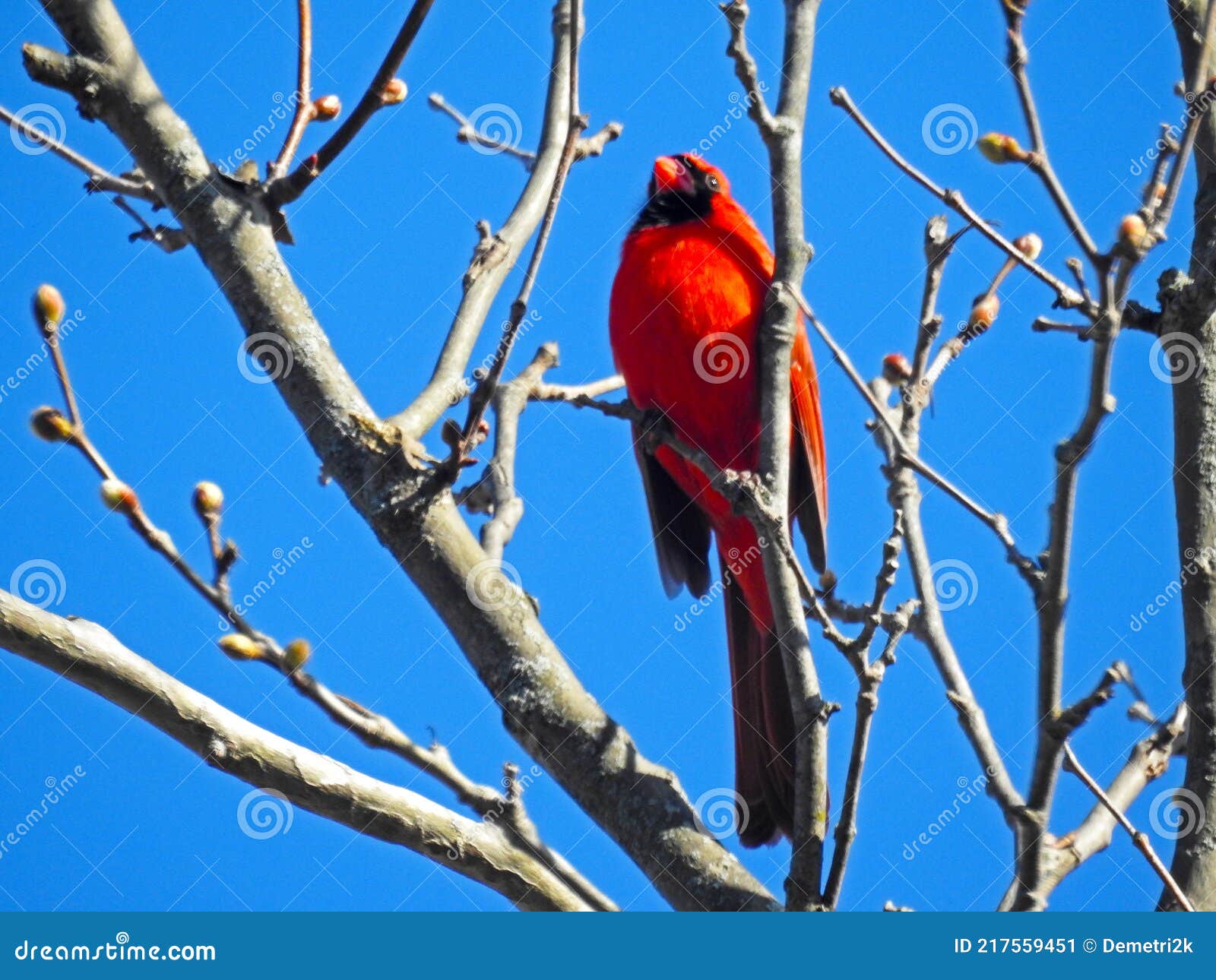 Red Cardinal on Oak Tree stock image. Image of background - 217559451