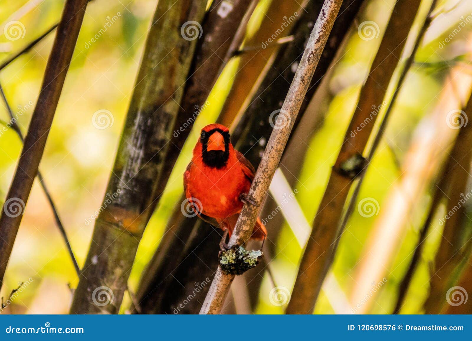 Red Cardinal Perched between Bamboo and Making Eye Contact on Sunny Day ...