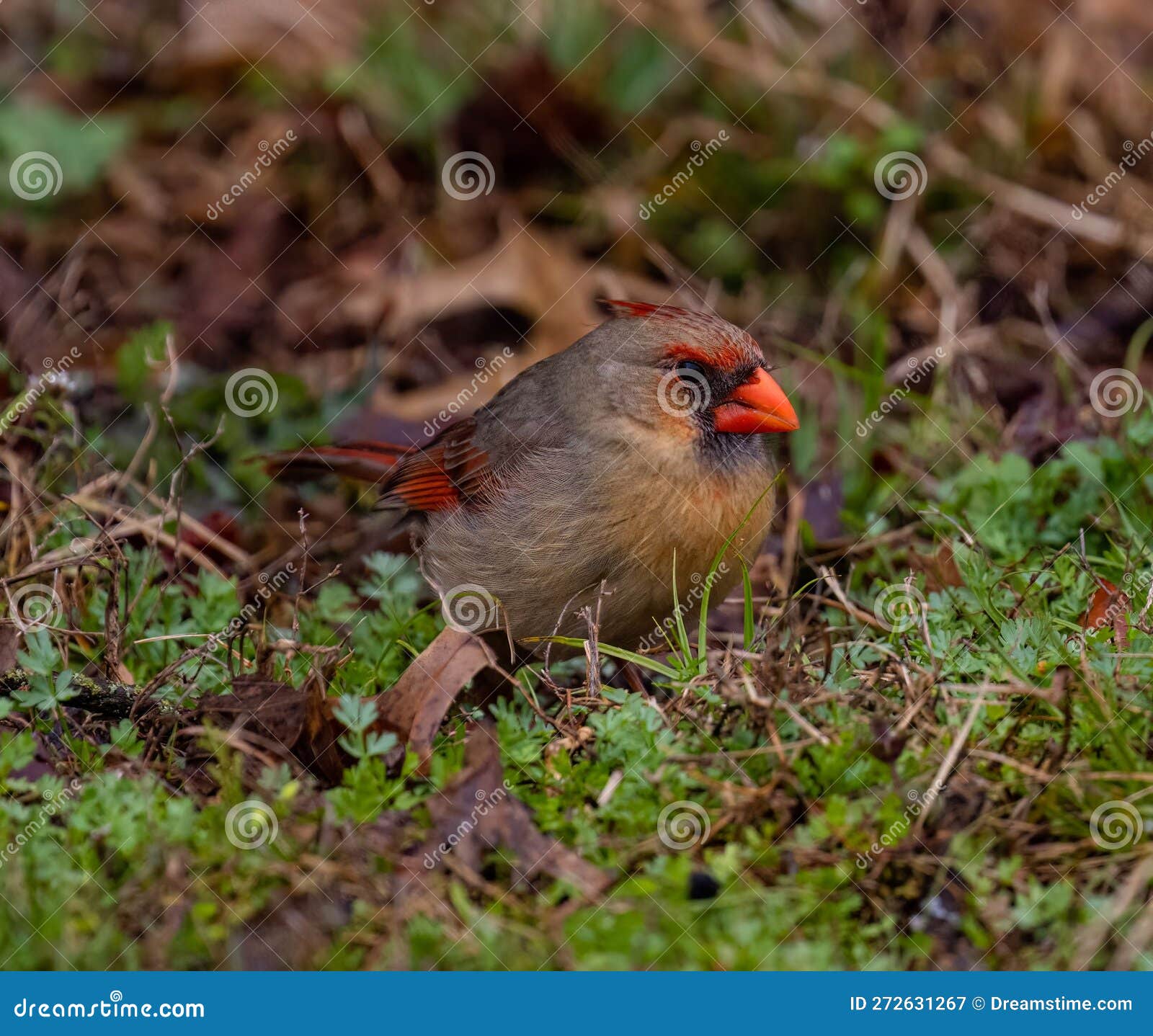 Red Cardinal Perched on the Grass in an Open Field, Staring at ...