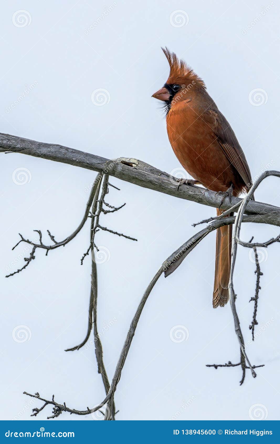 A Red Cardinal Perched on a Limb Fighting the Wind Stock Photo - Image ...
