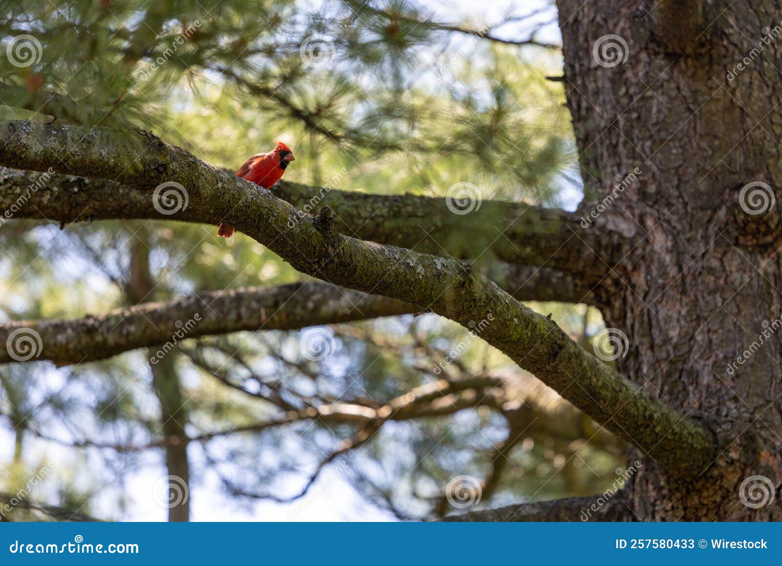 Red Cardinal Perched on a Pine Tree Branch Stock Image - Image of ...