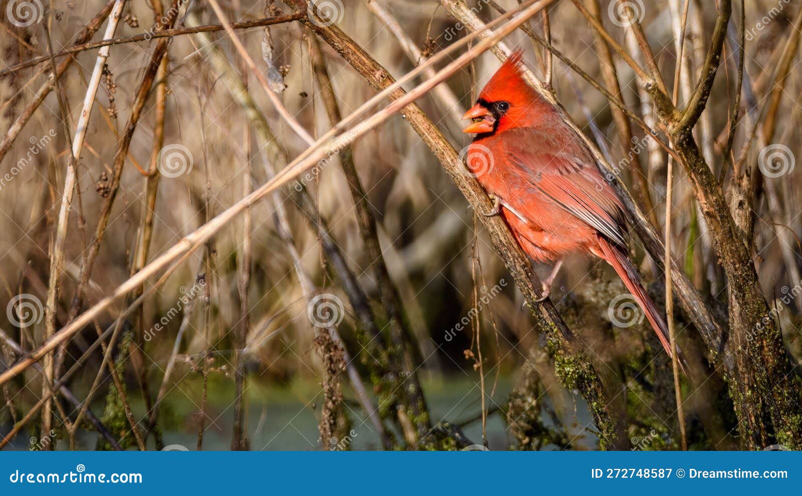 Red Cardinal Perched on a Tree Branch Near a Tranquil Body of Water ...