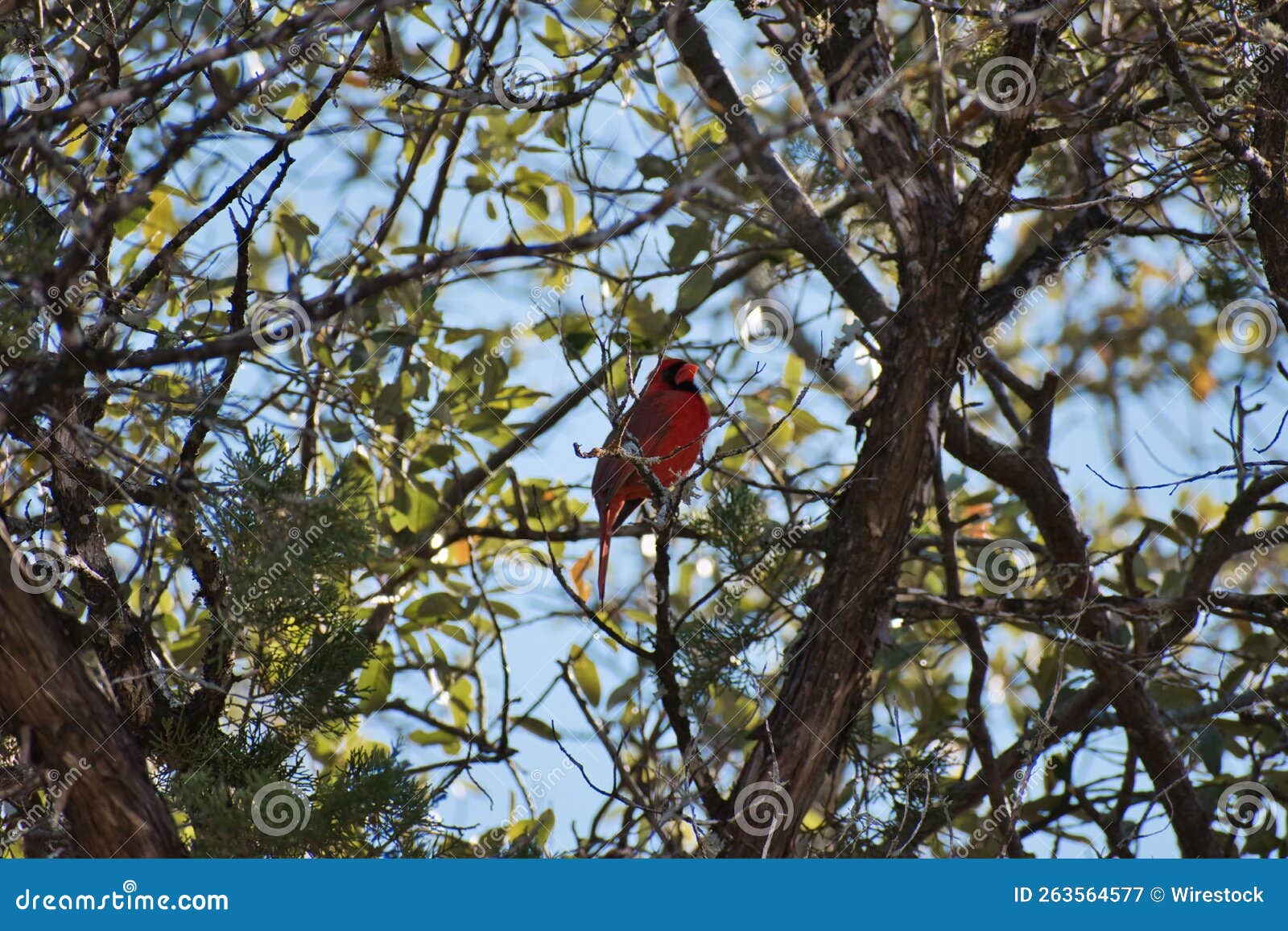 Red Cardinal Perching on Tree Branch Stock Image - Image of flight ...