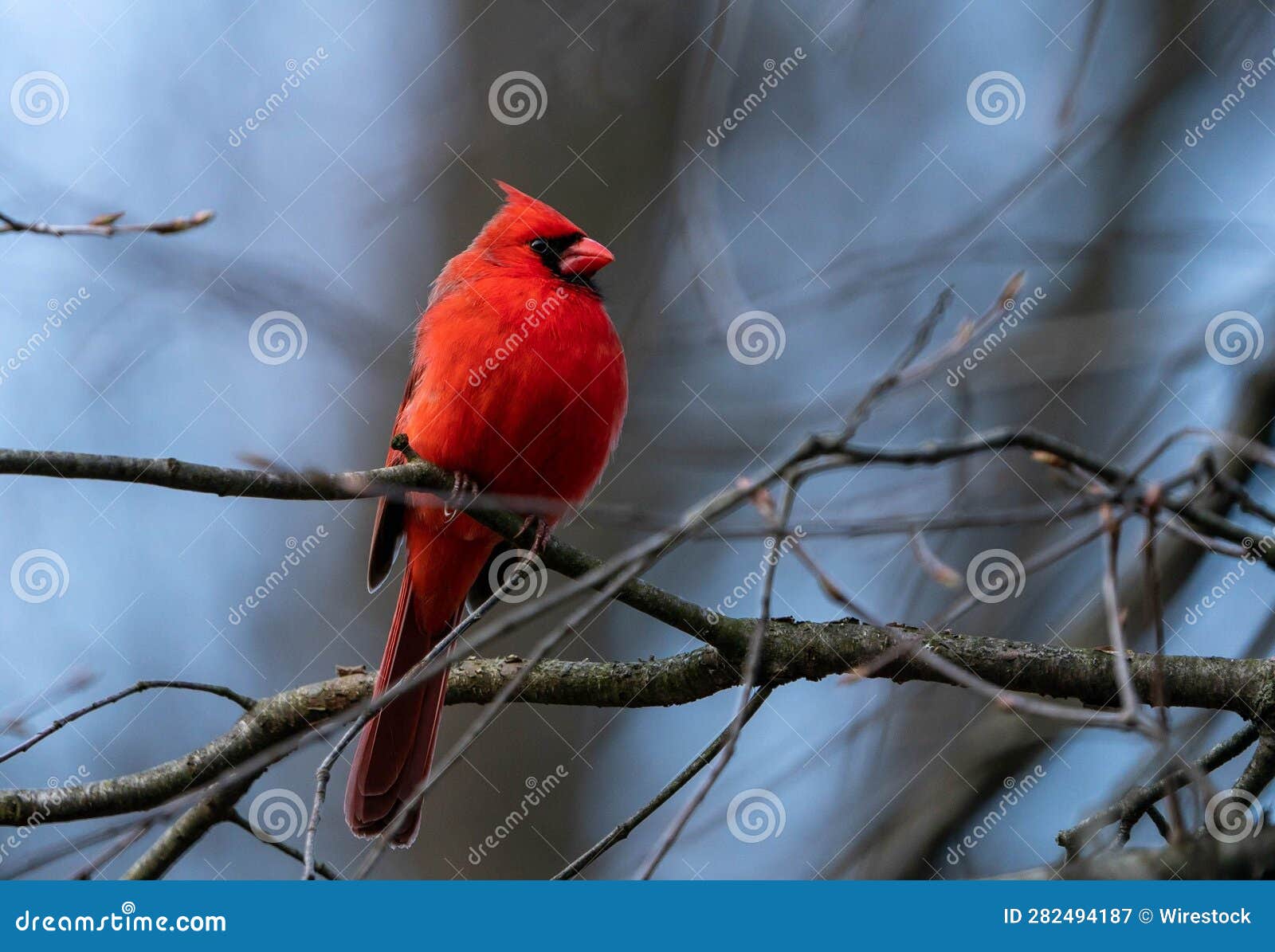 Red Cardinal Perching on Tree Branch Stock Image - Image of eyes ...
