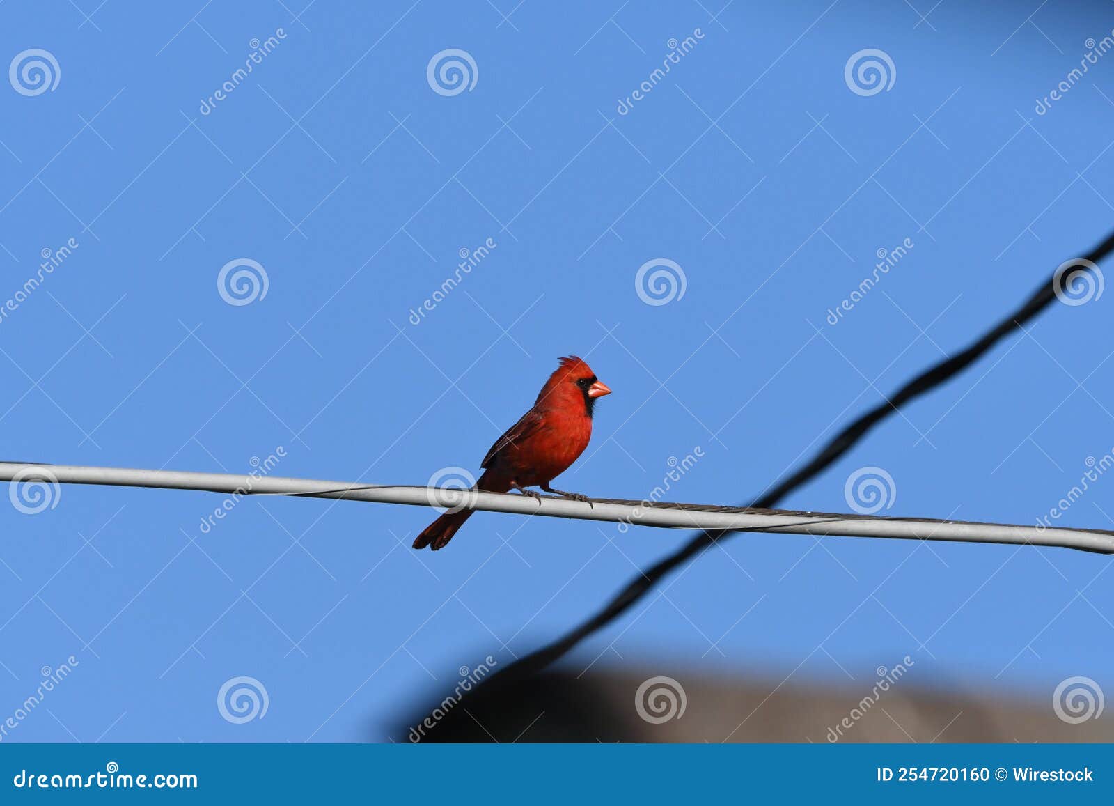 Red Cardinal Perching on a Wire Against a Blue Sky Stock Photo - Image ...