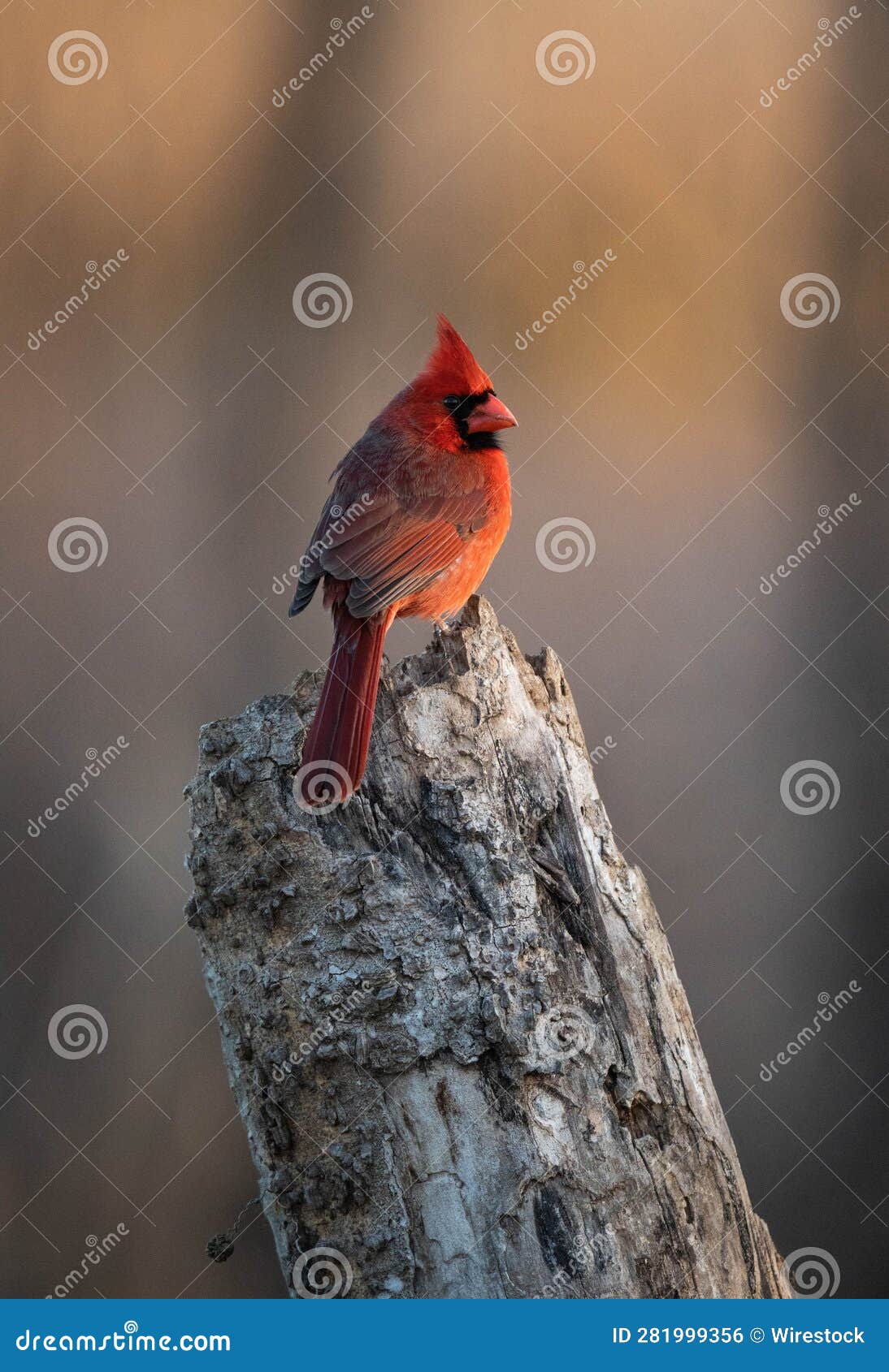 Red Cardinal Perching on Wood Stock Photo - Image of standing, perching ...