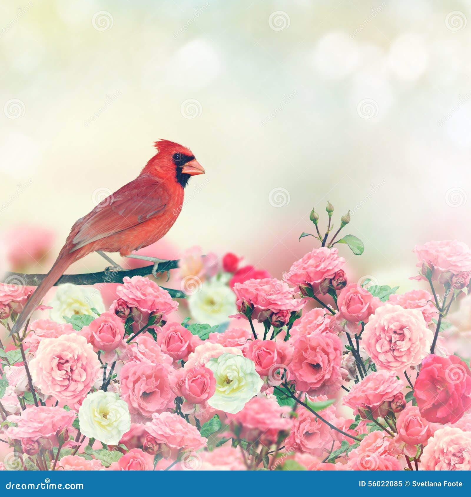 Red Cardinal Bird On A Branch: A Male Northern Cardinal Bird Perched On ...