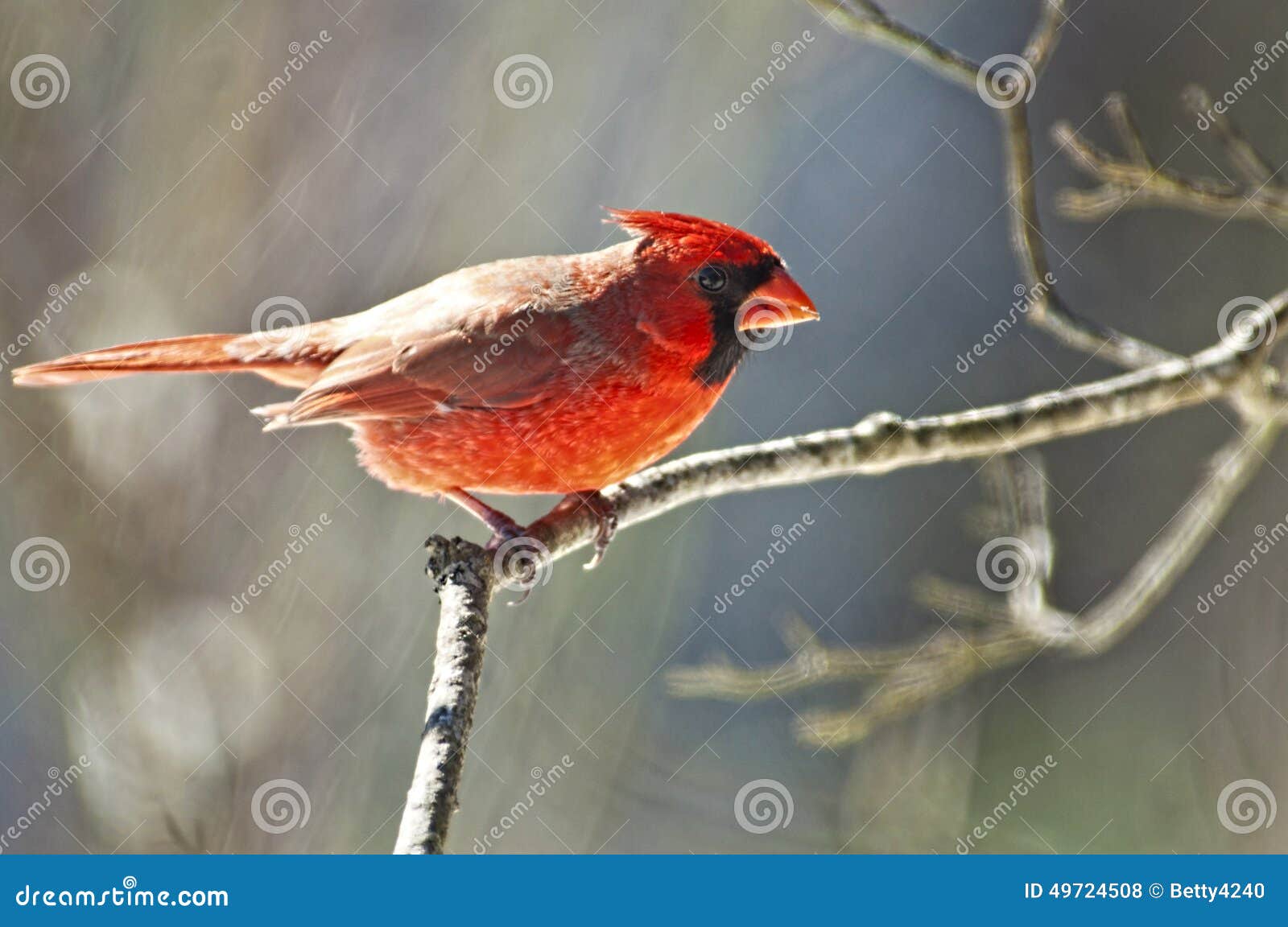Red Cardinal Sits on Aa Tree Branch. Stock Photo - Image of bright ...