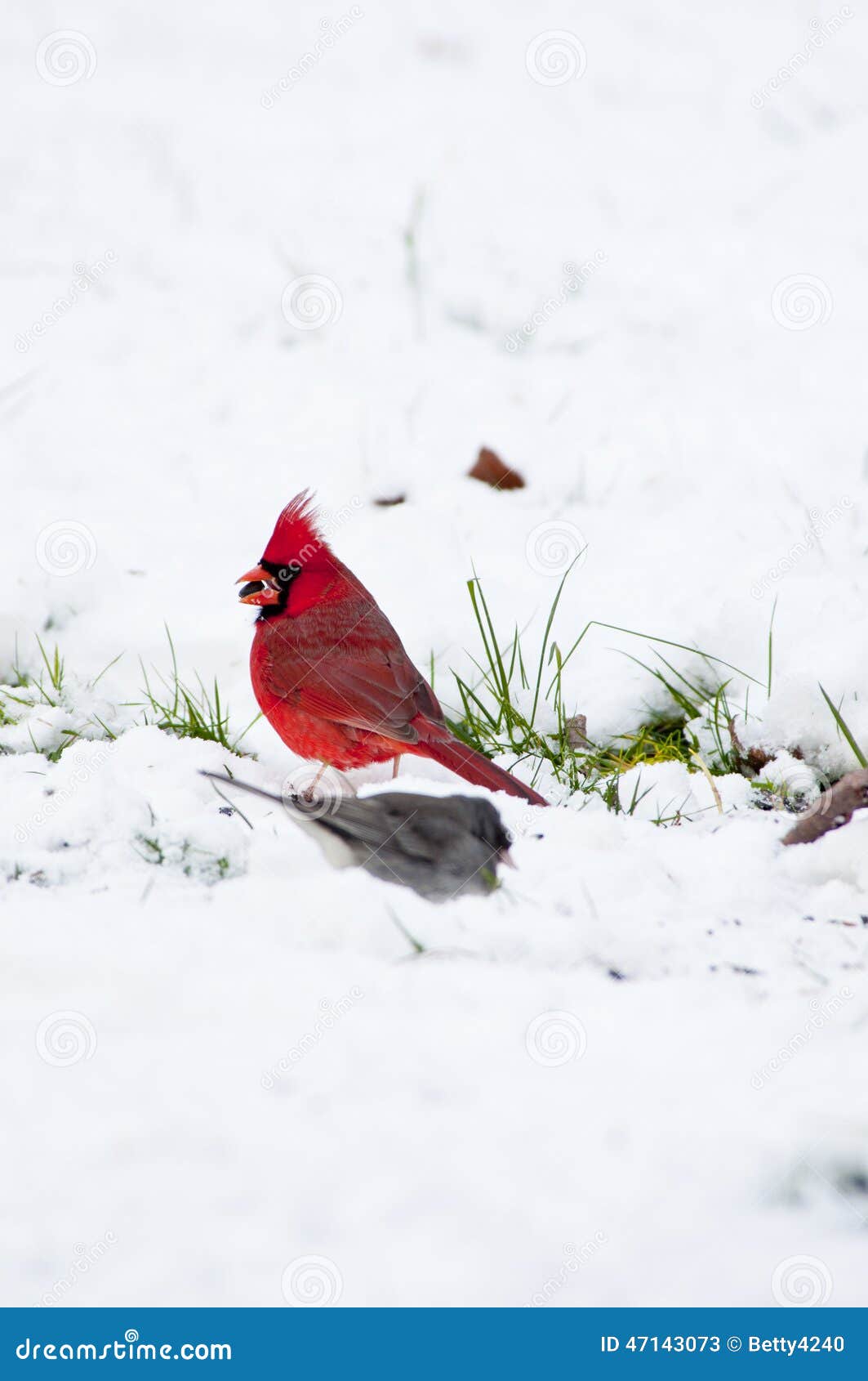 Red Cardinal Sits in the Snow Feeding. Stock Image - Image of garden ...