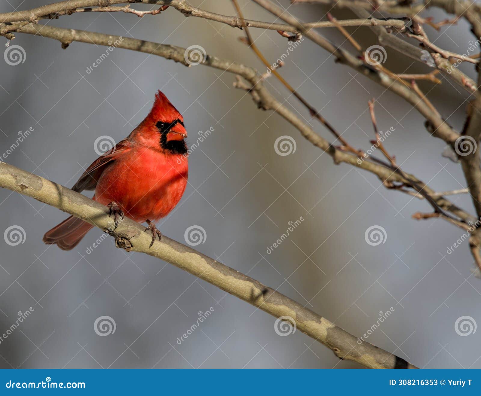 Red Cardinal Sits on Tree Branch in Spring Stock Image - Image of ...