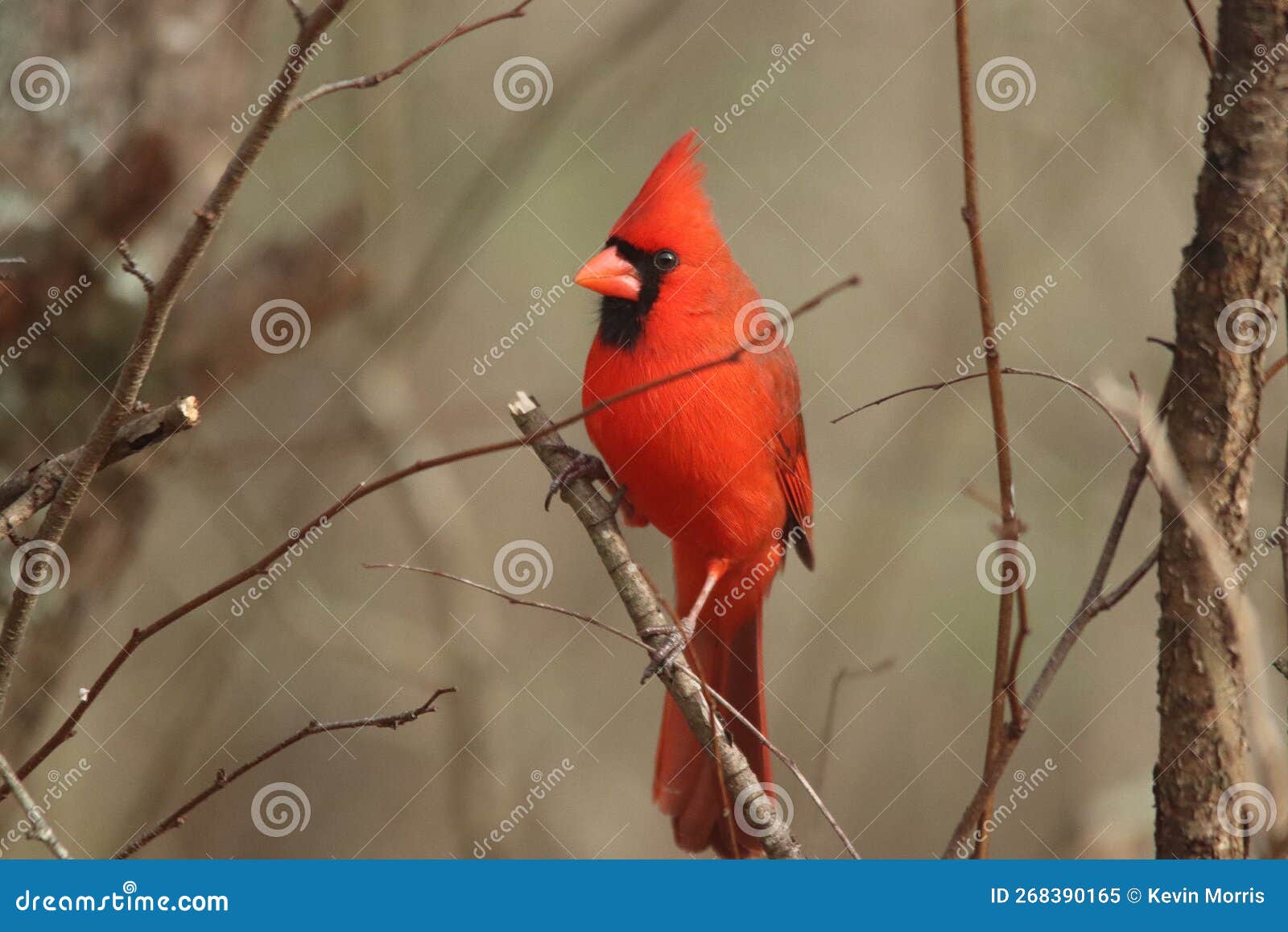 A Red Cardinal Sitting on a Branch Stock Image - Image of animal ...