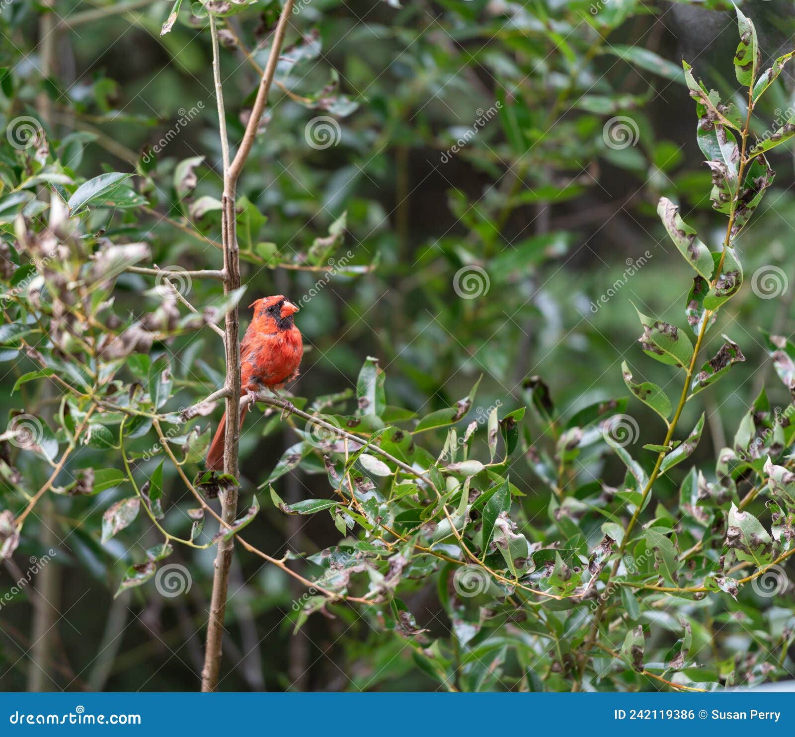 Red Cardinal Sitting on a Tree Branch in the Park Stock Photo - Image ...