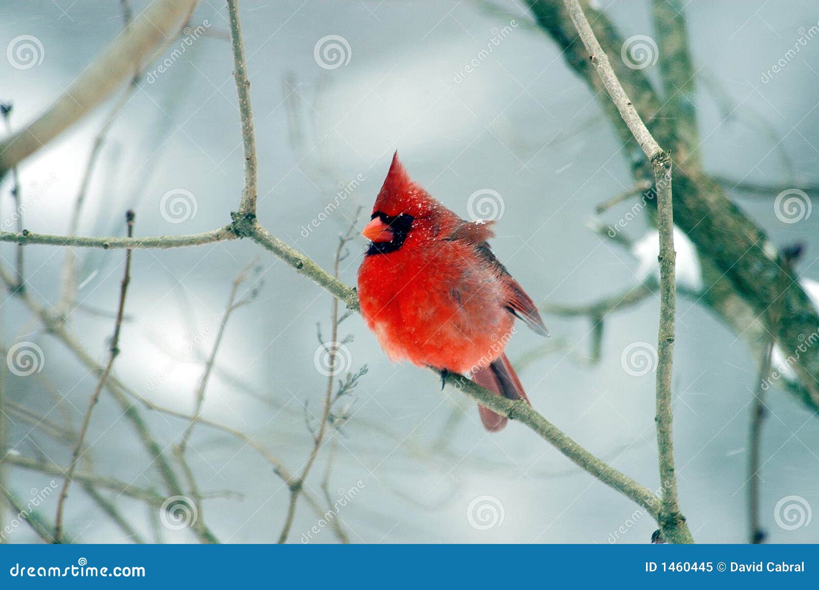 Red Cardinal In Snow Royalty-Free Stock Photo | CartoonDealer.com #1460445