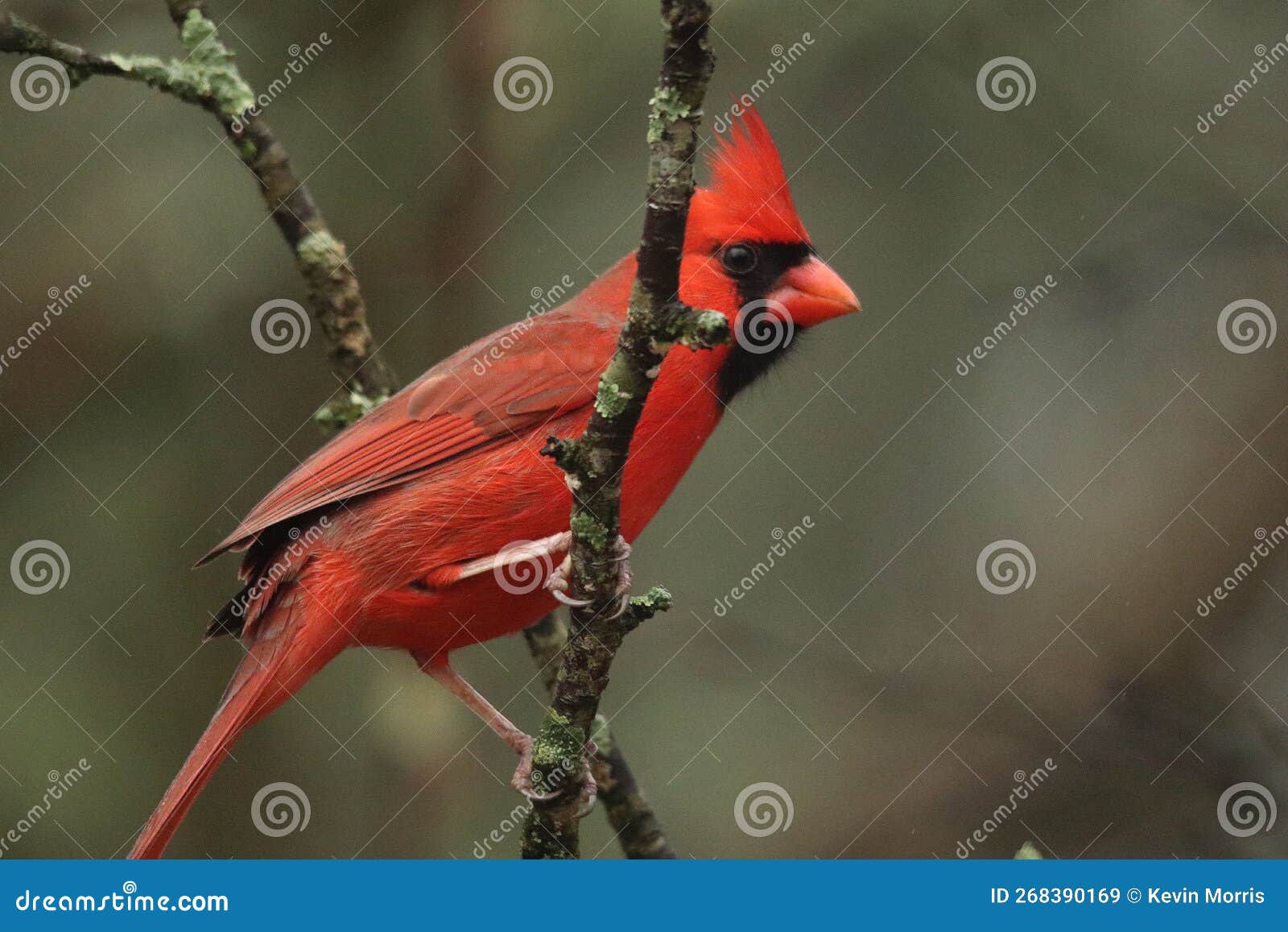 Red Cardinal Standing on a Branch Stock Image - Image of vivid ...