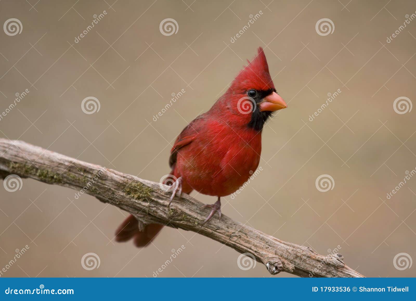 Red cardinal on tree limb stock photo. Image of feeder - 17933536