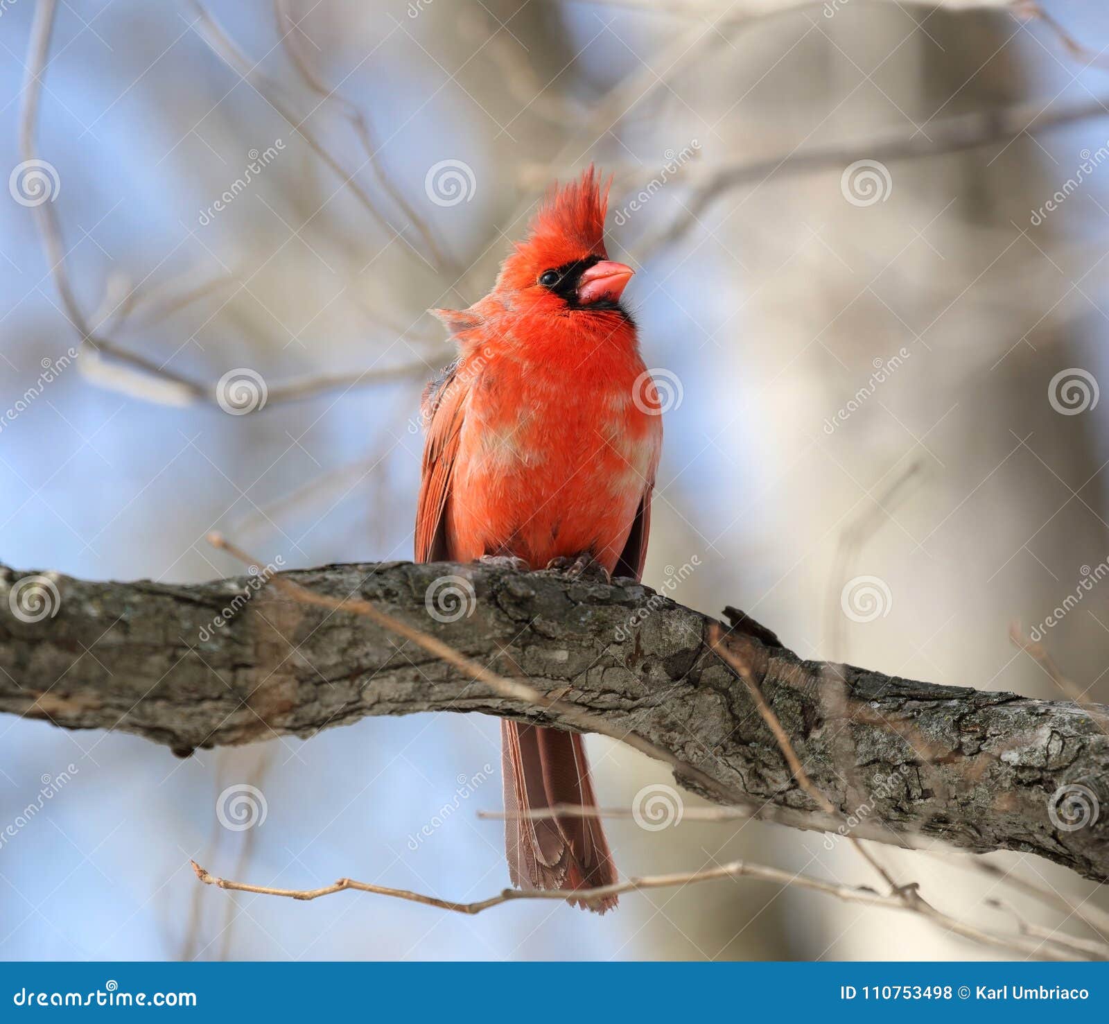 Red cardinal on a tree stock photo. Image of bird, animal - 110753498