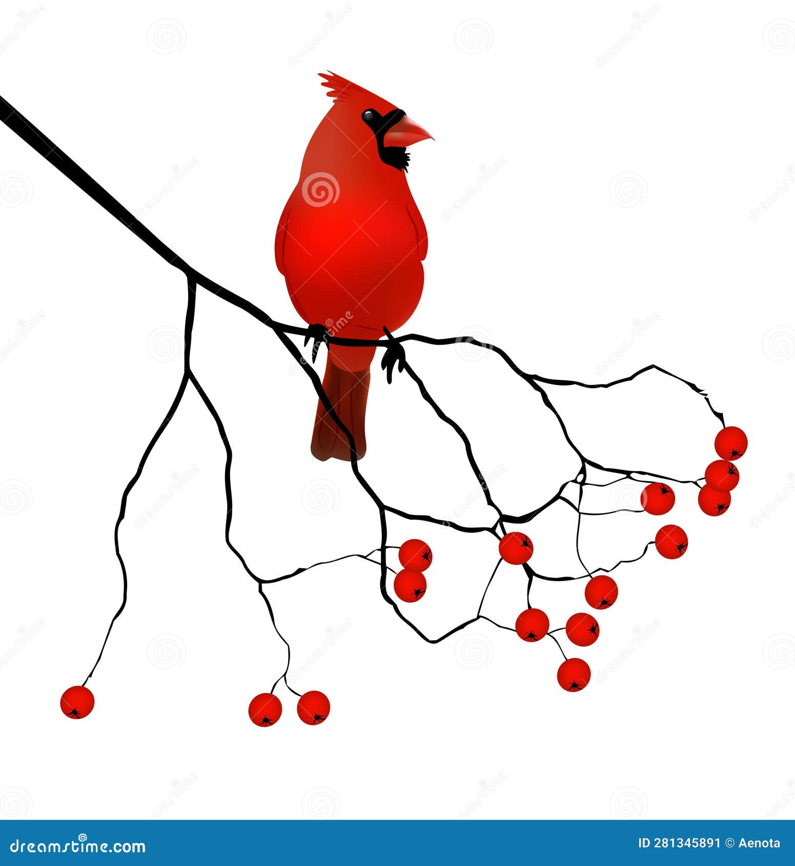 Red Cardinal - Vector Illustration Stock Vector - Illustration of ...