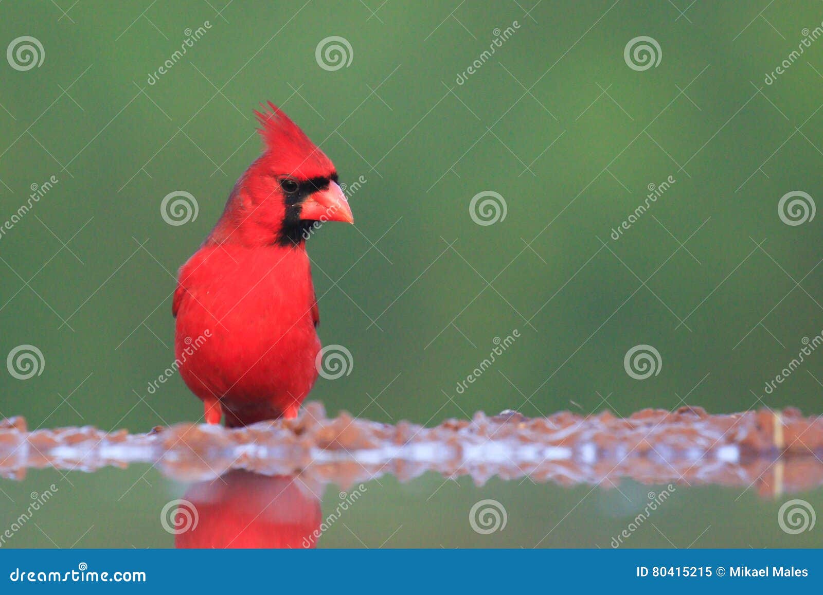 Red Cardinal by waterhole stock image. Image of birding - 80415215