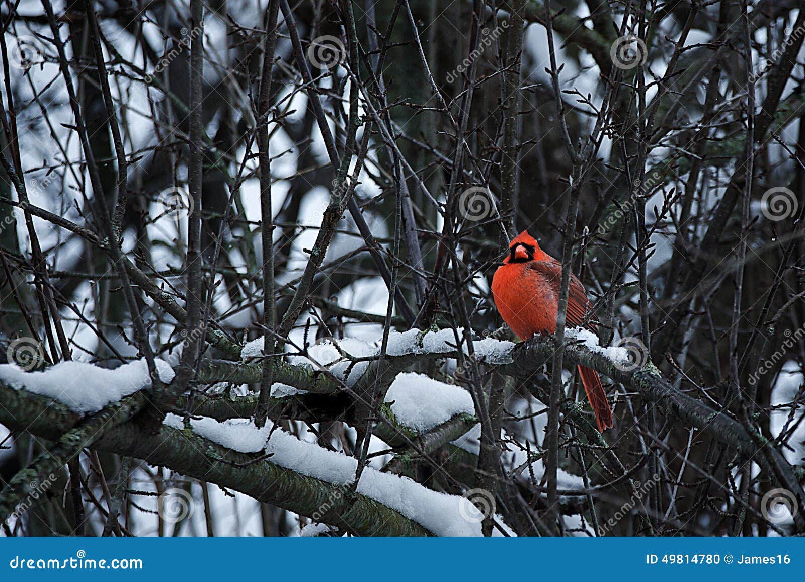 Red Cardinal in Winter stock photo. Image of outdoors - 49814780