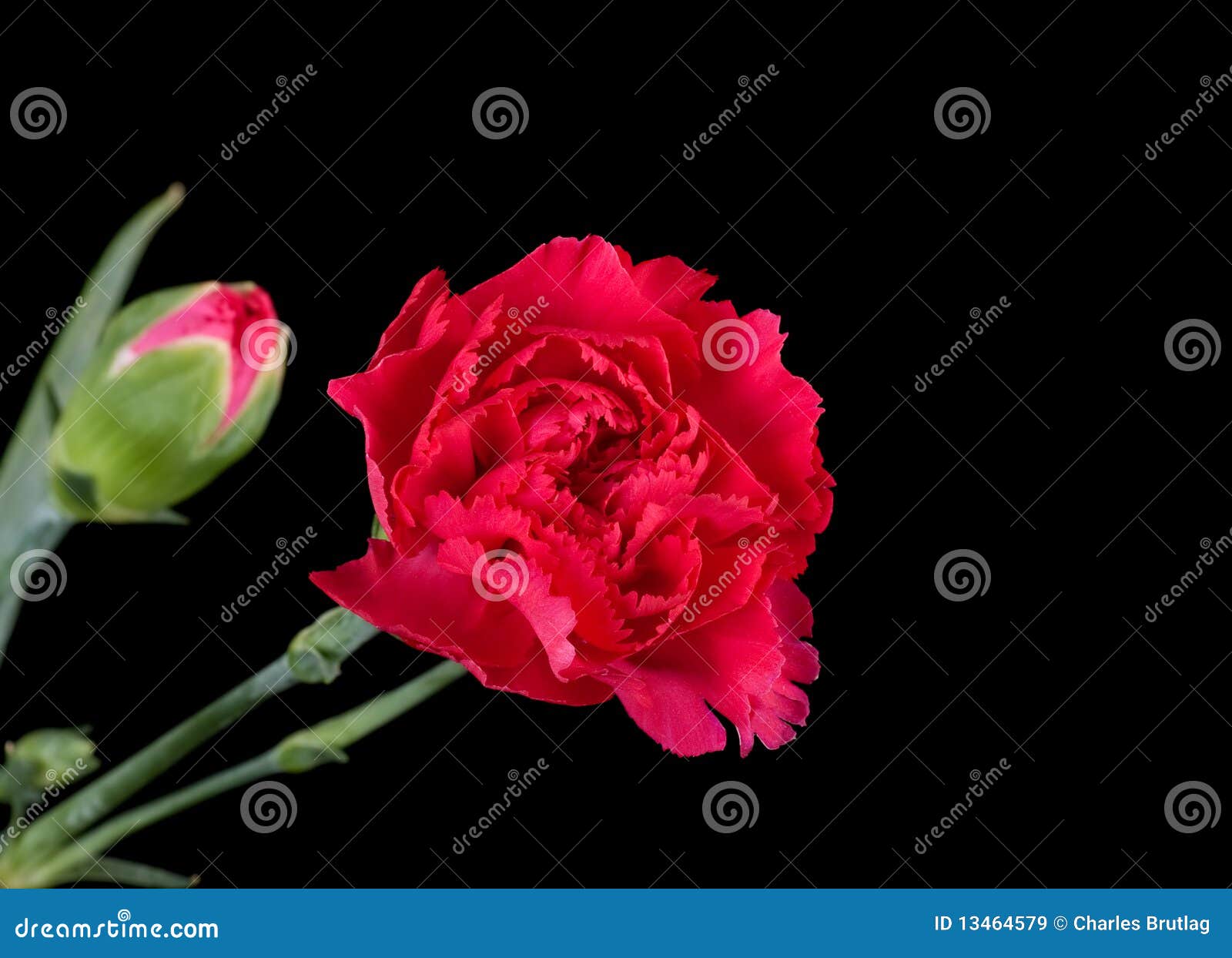Red Carnation stock image. Image of black, blossom, macro - 13464579
