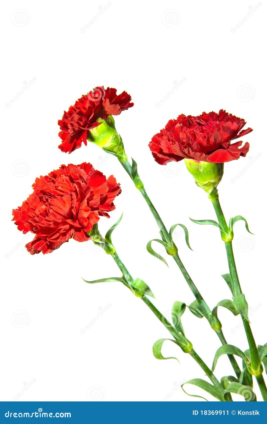 Red carnation stock image. Image of macro, bright, beauty - 18369911