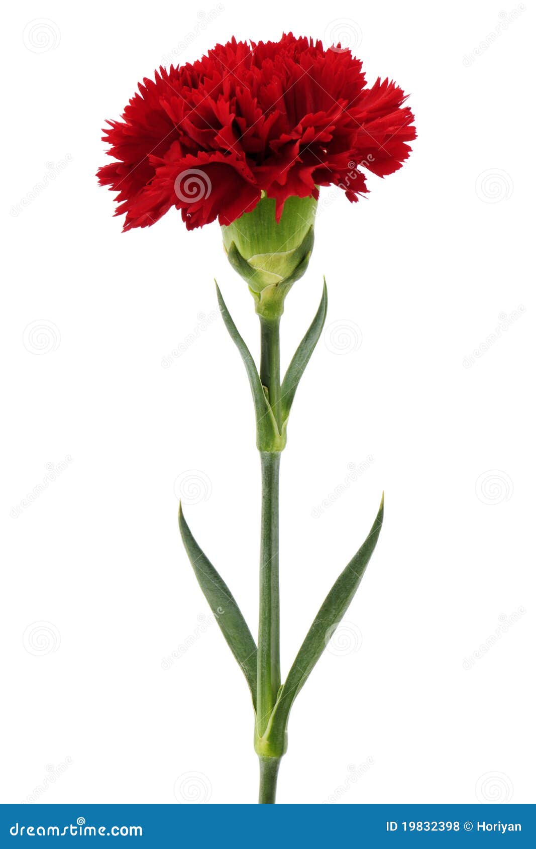 Red carnation stock photo. Image of carnation, isolated - 19832398