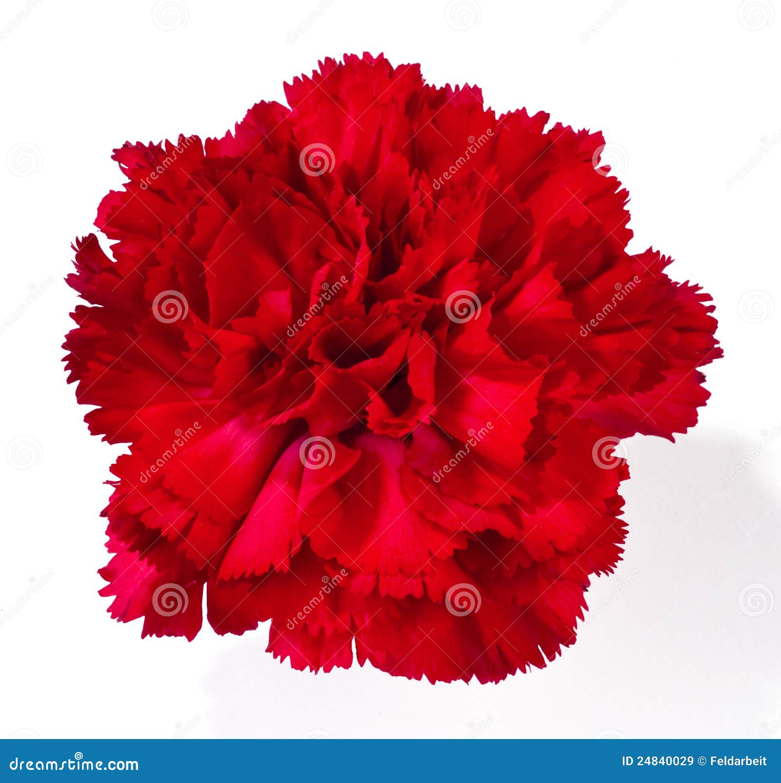 Red carnation stock image. Image of white, flower, single - 24840029