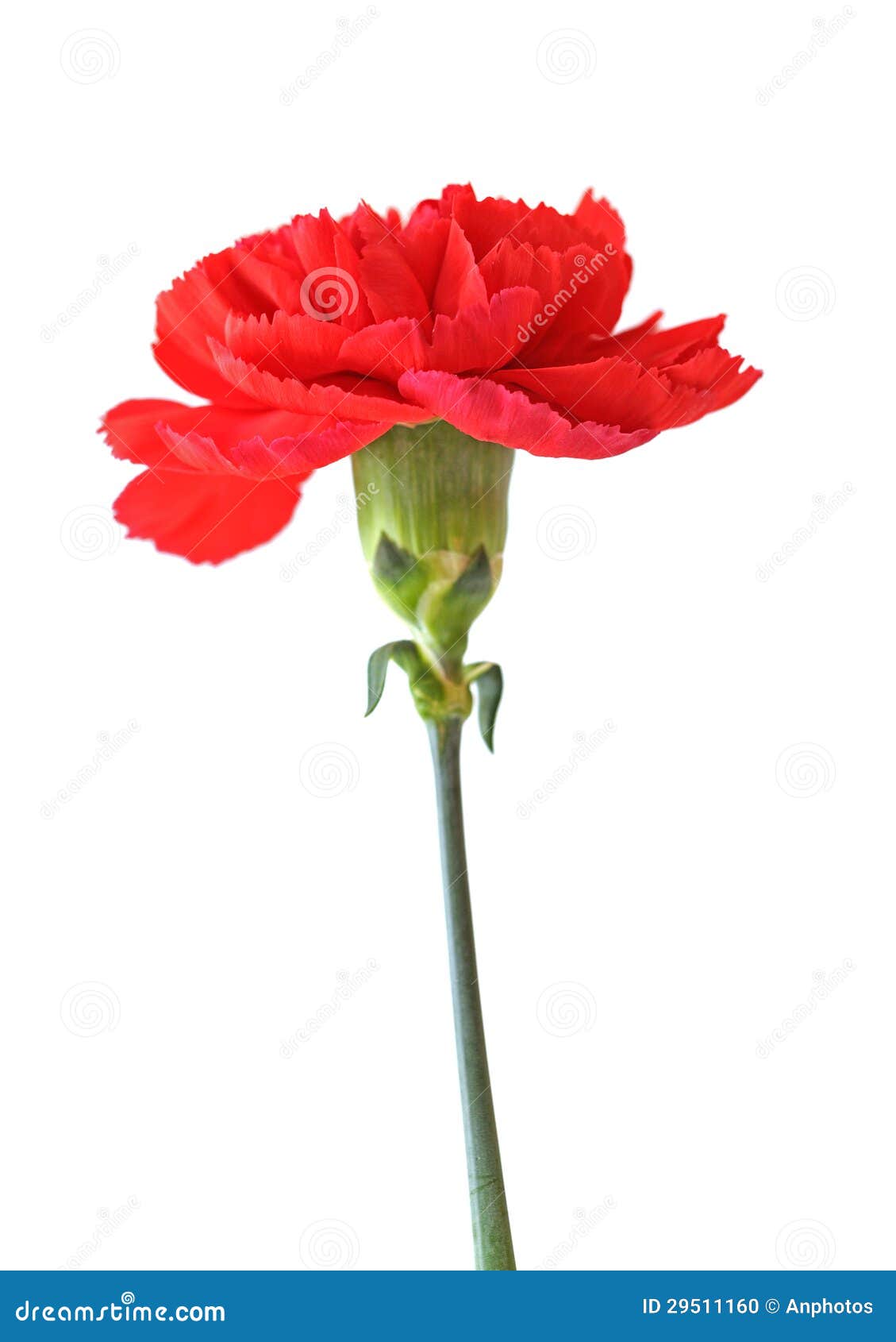 A red carnation stock photo. Image of carnation, closeup - 29511160