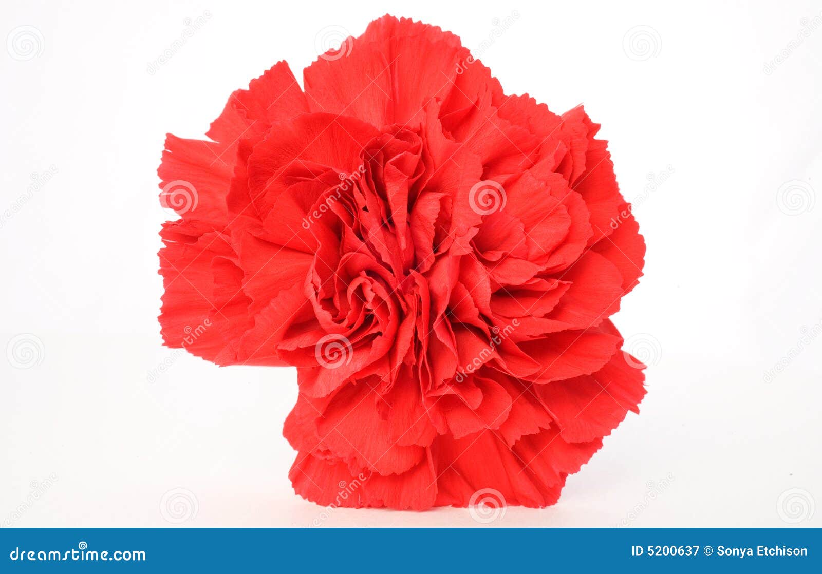 Red Carnation stock image. Image of aromatic, botanical - 5200637